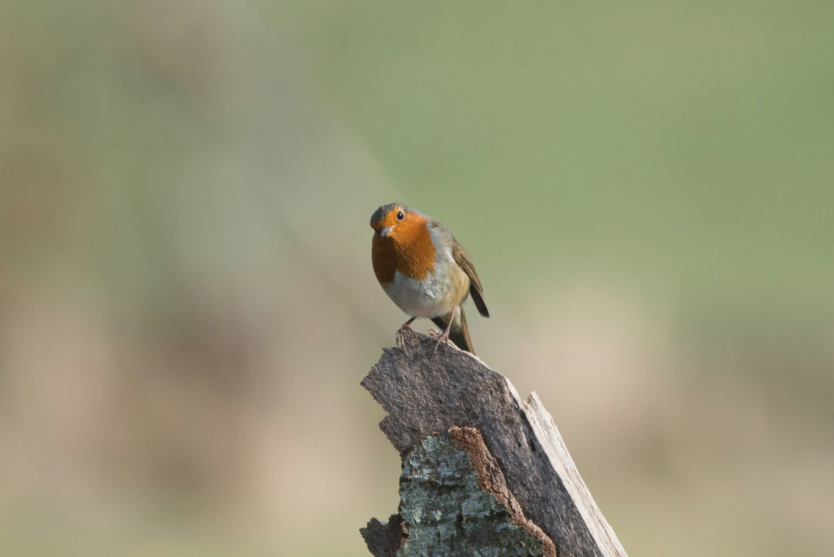 Tiny Robin on a Weathered Log: Solitary Post on a Quiet Morning