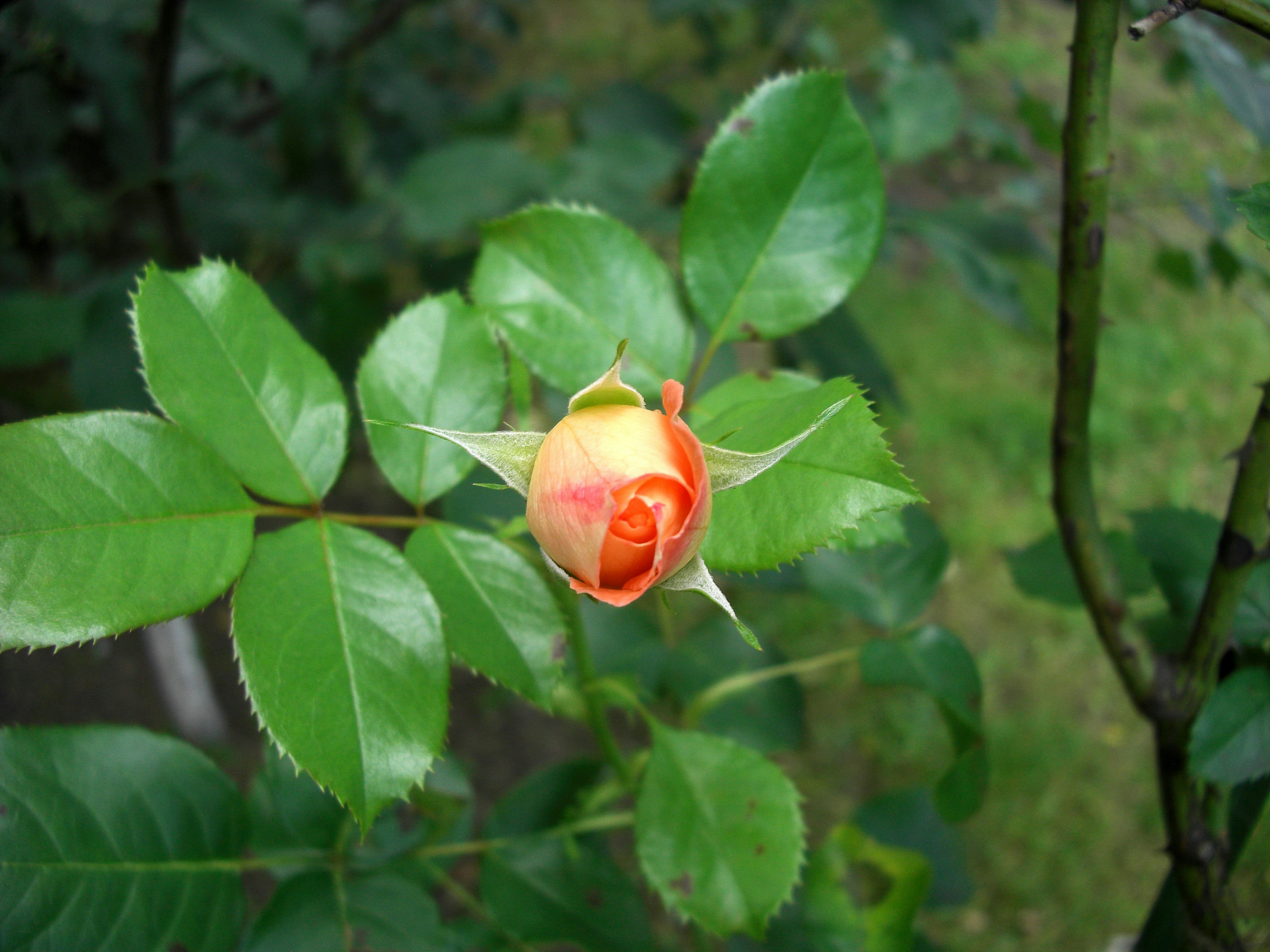 Delicate rosebud with orange and yellow hues nestled among vibrant green leaves.