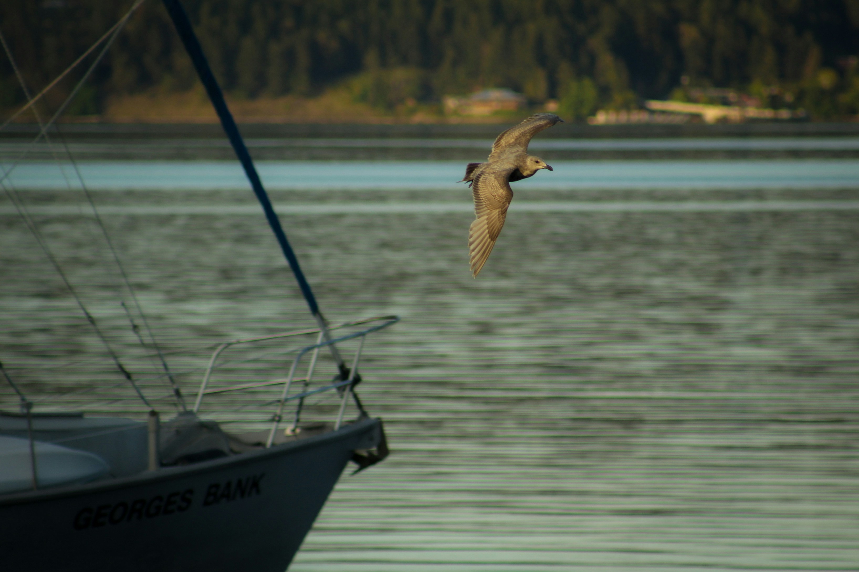 A bird glides effortlessly above calm waters, with a boat partially visible in the foreground. The serene backdrop showcases the beauty of nature.