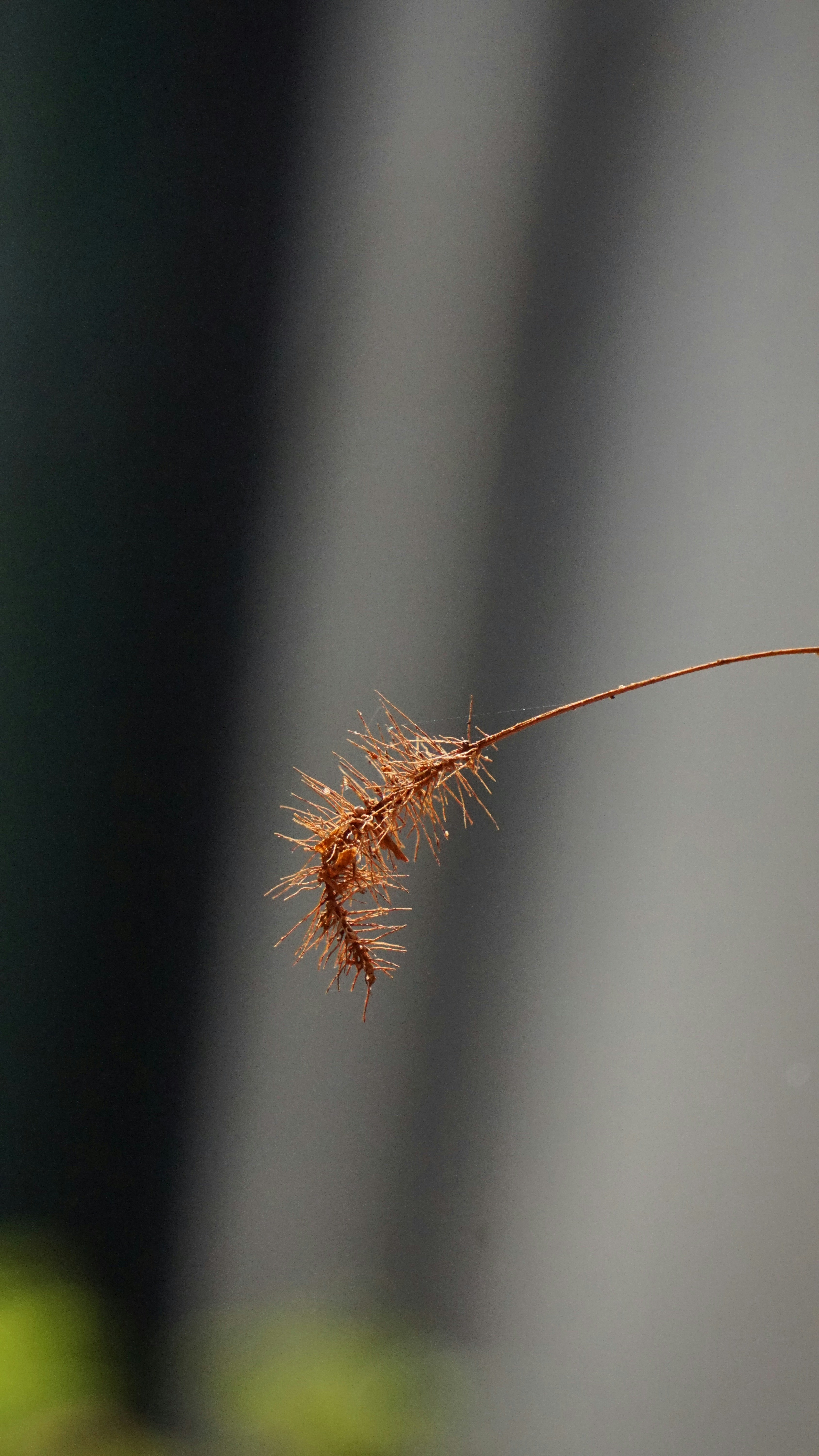 A Frayed Seed Adrift on a Delicate Thread
