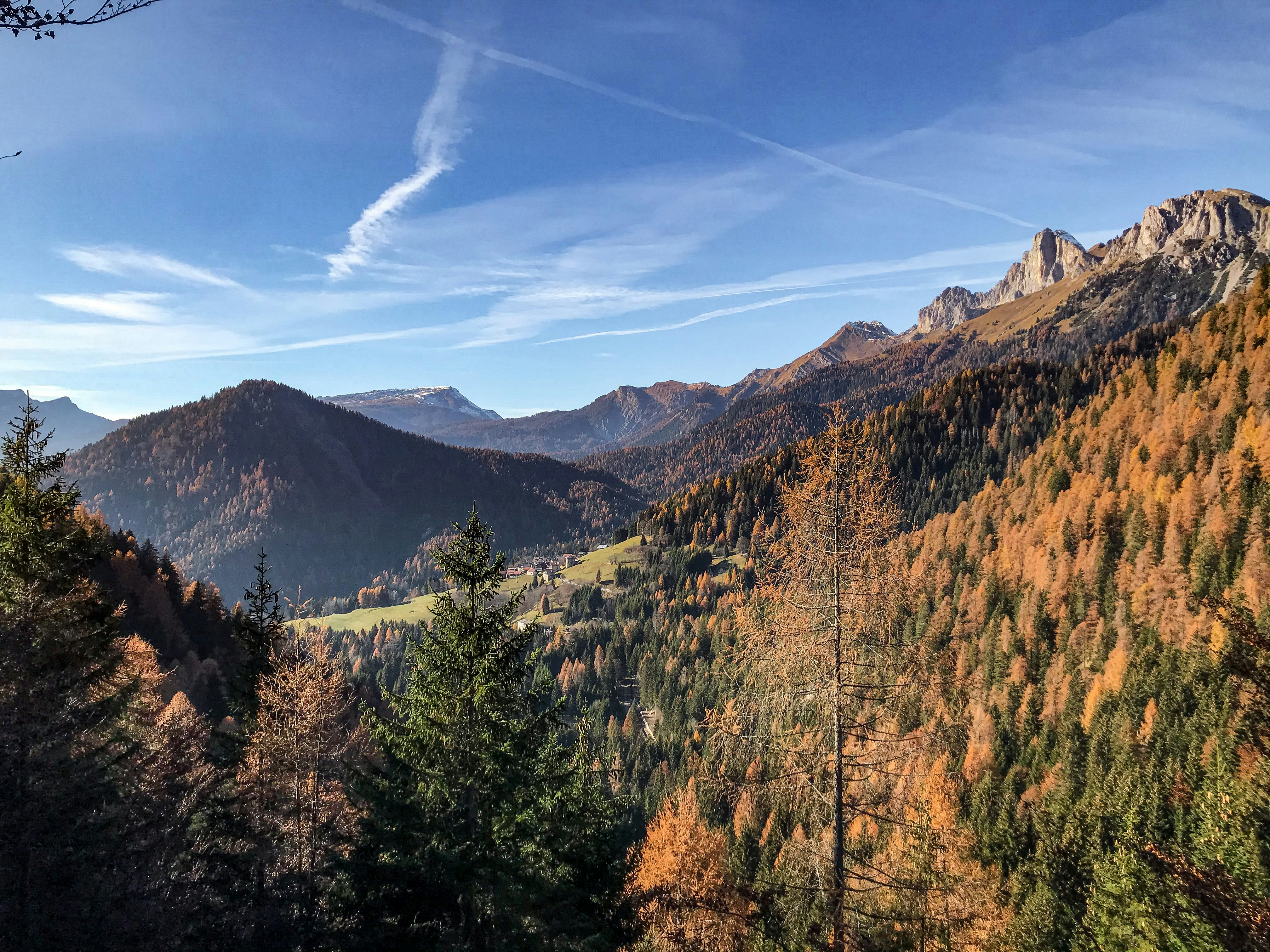 Golden Pines Crown the Alpine Ridge under Azure Sky