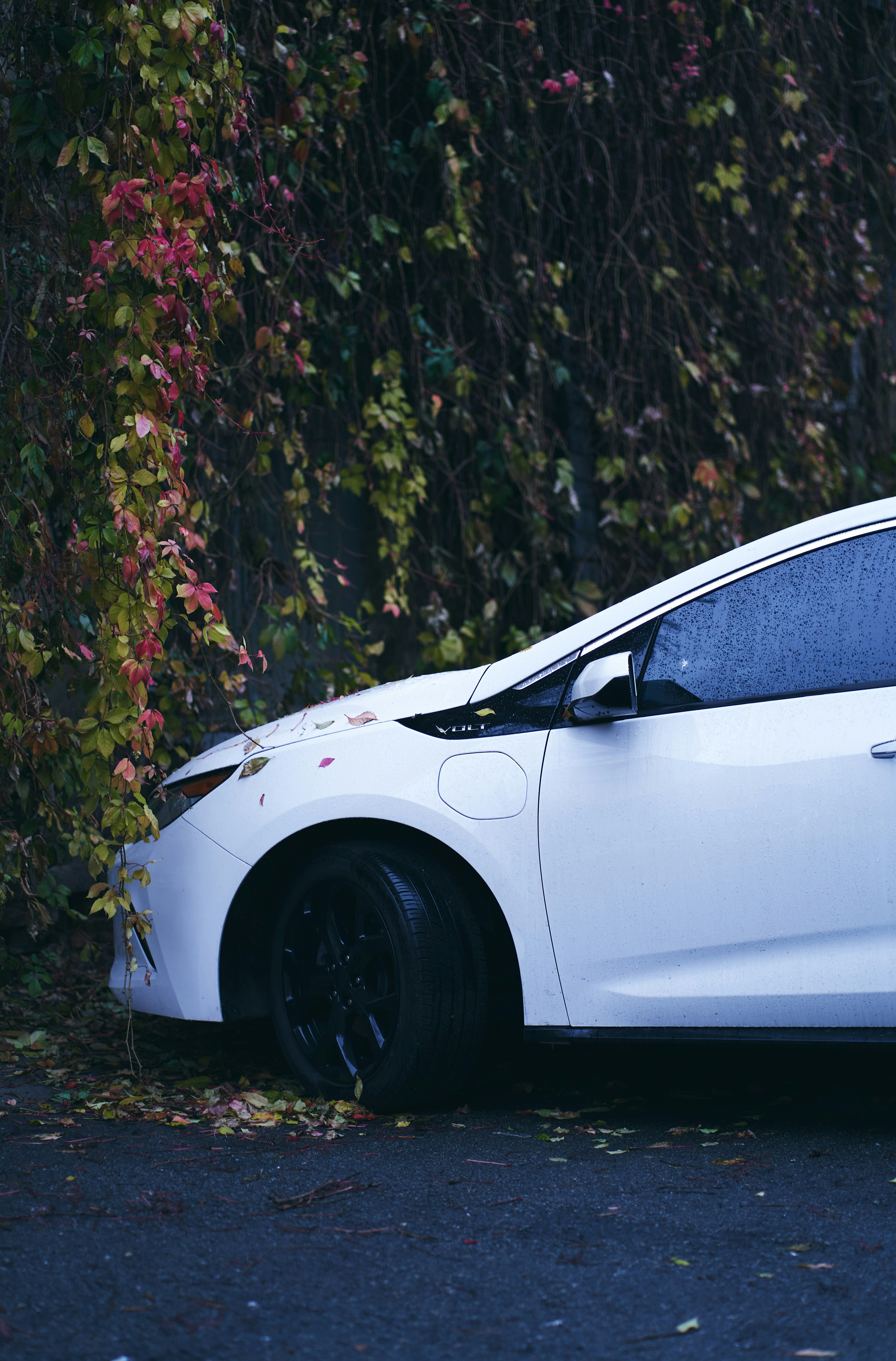 Ivy-Kissed Sedan at Rain's Edge
