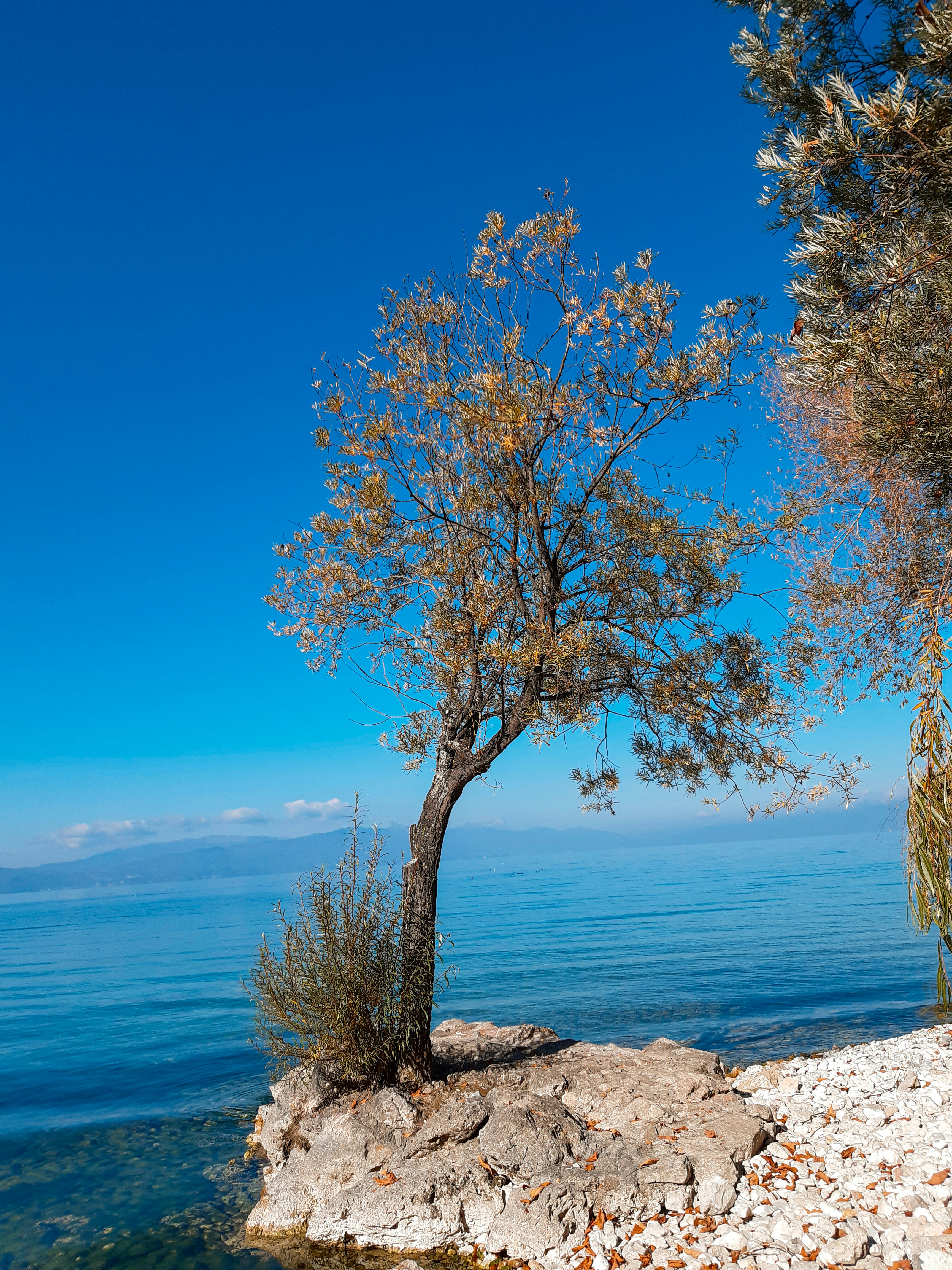 A photograph of a windswept tree clinging to a rocky shoreline with a calm blue sea and clear sky.