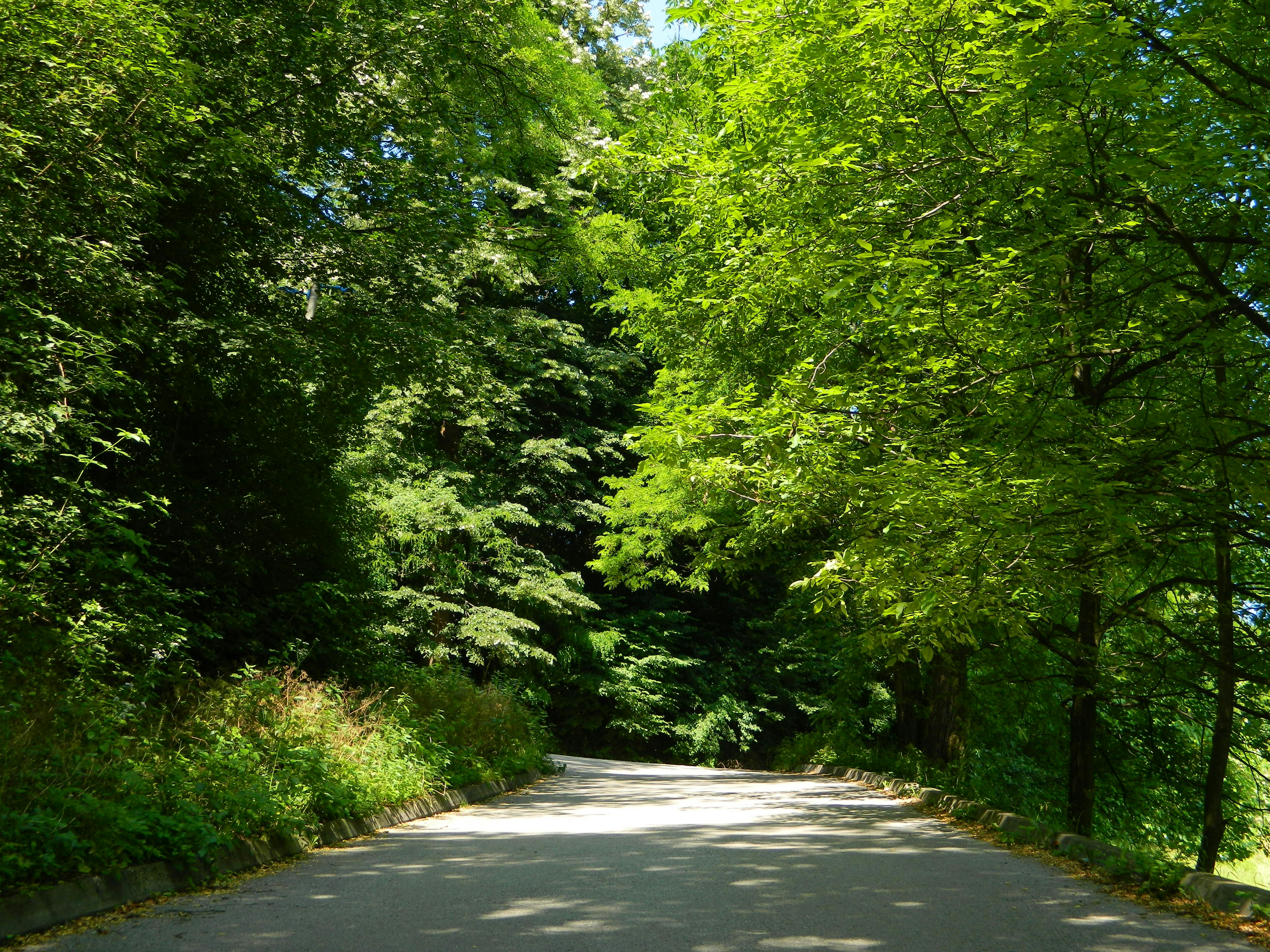 A sunlit road meanders through a lush green forest, framed by vibrant foliage on either side.