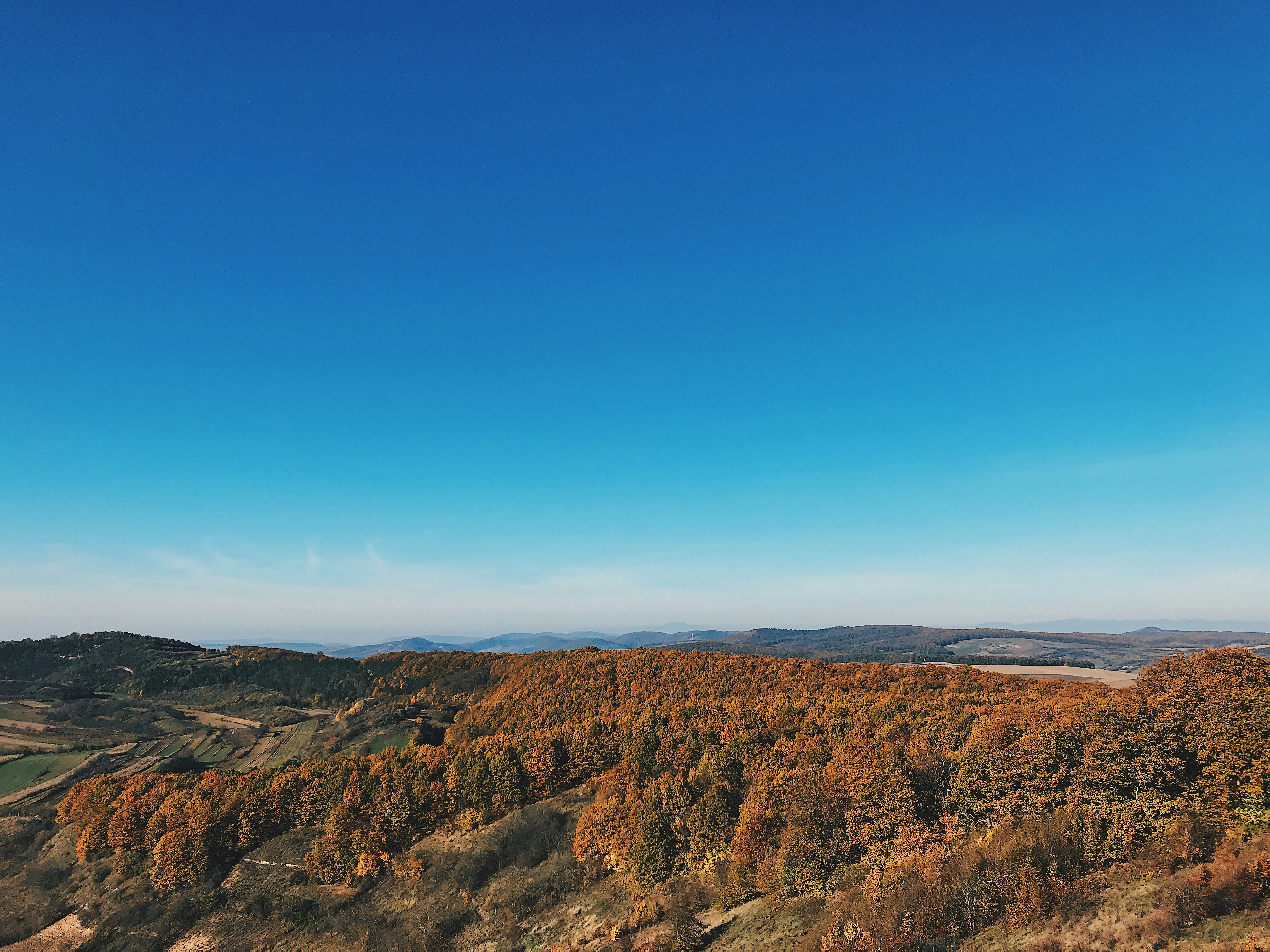 brown and green trees under blue sky during daytime