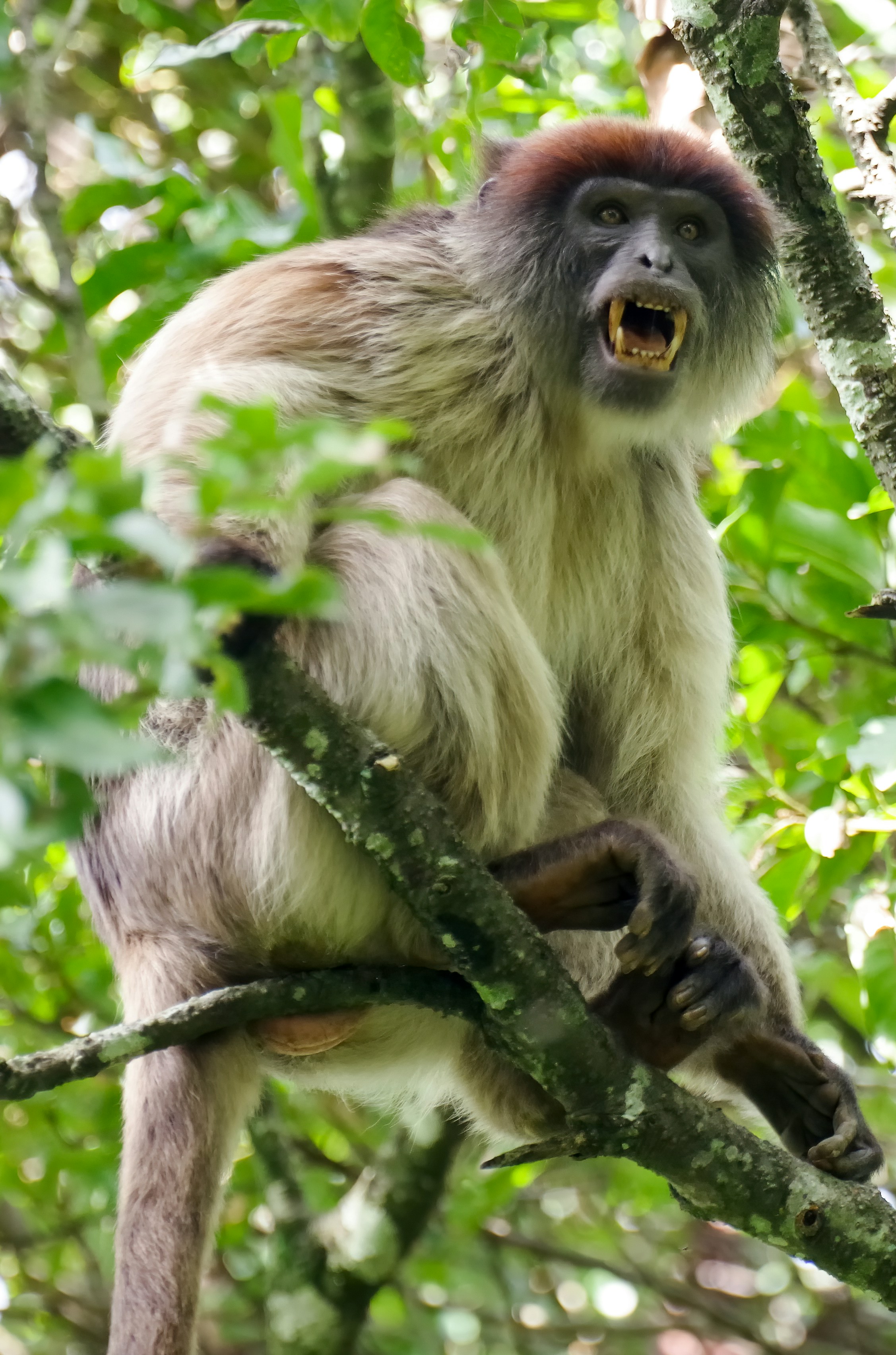 White and brown monkey on tree branch during daytime photo – Free ...