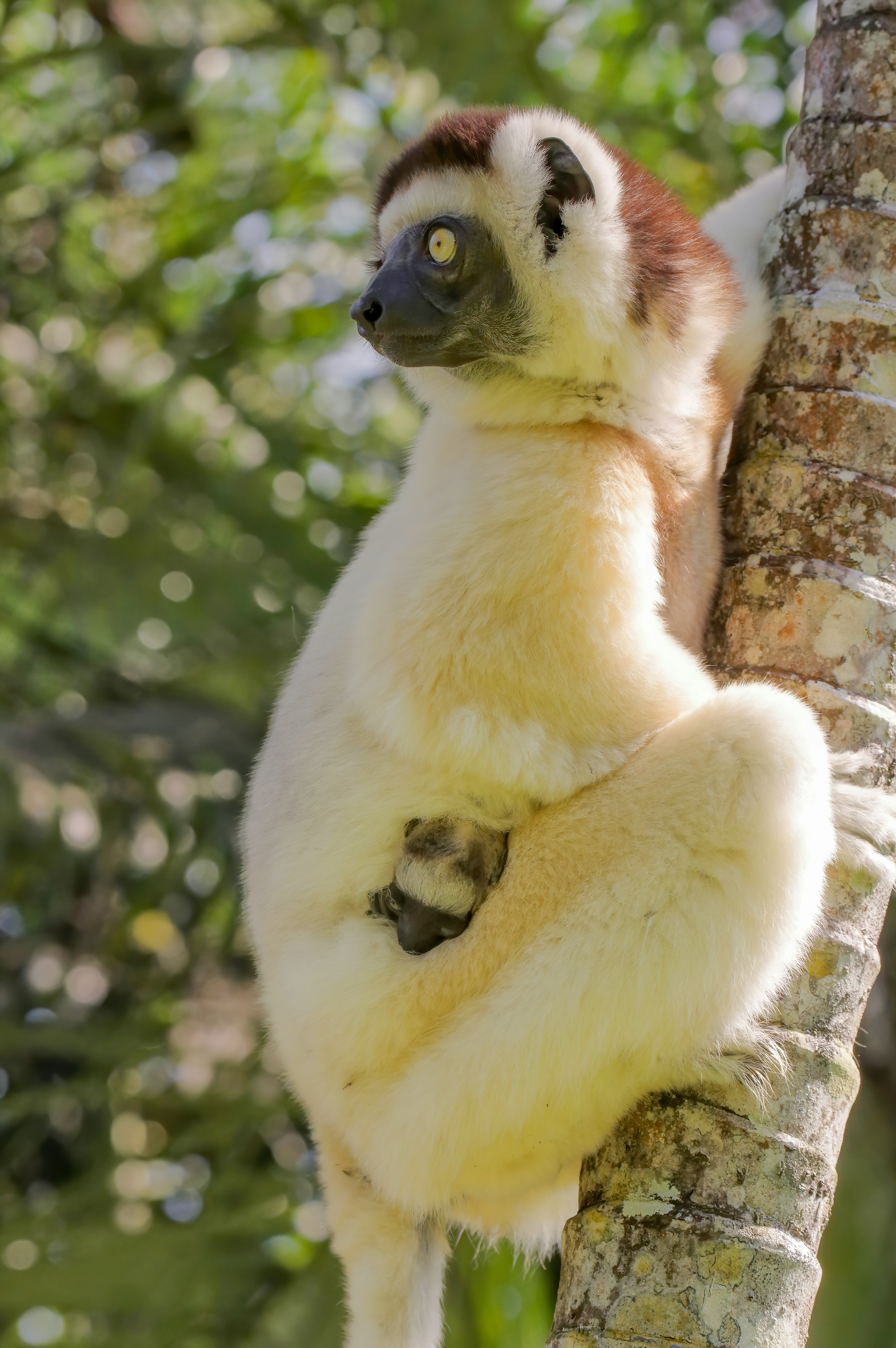 white and black short fur cat
