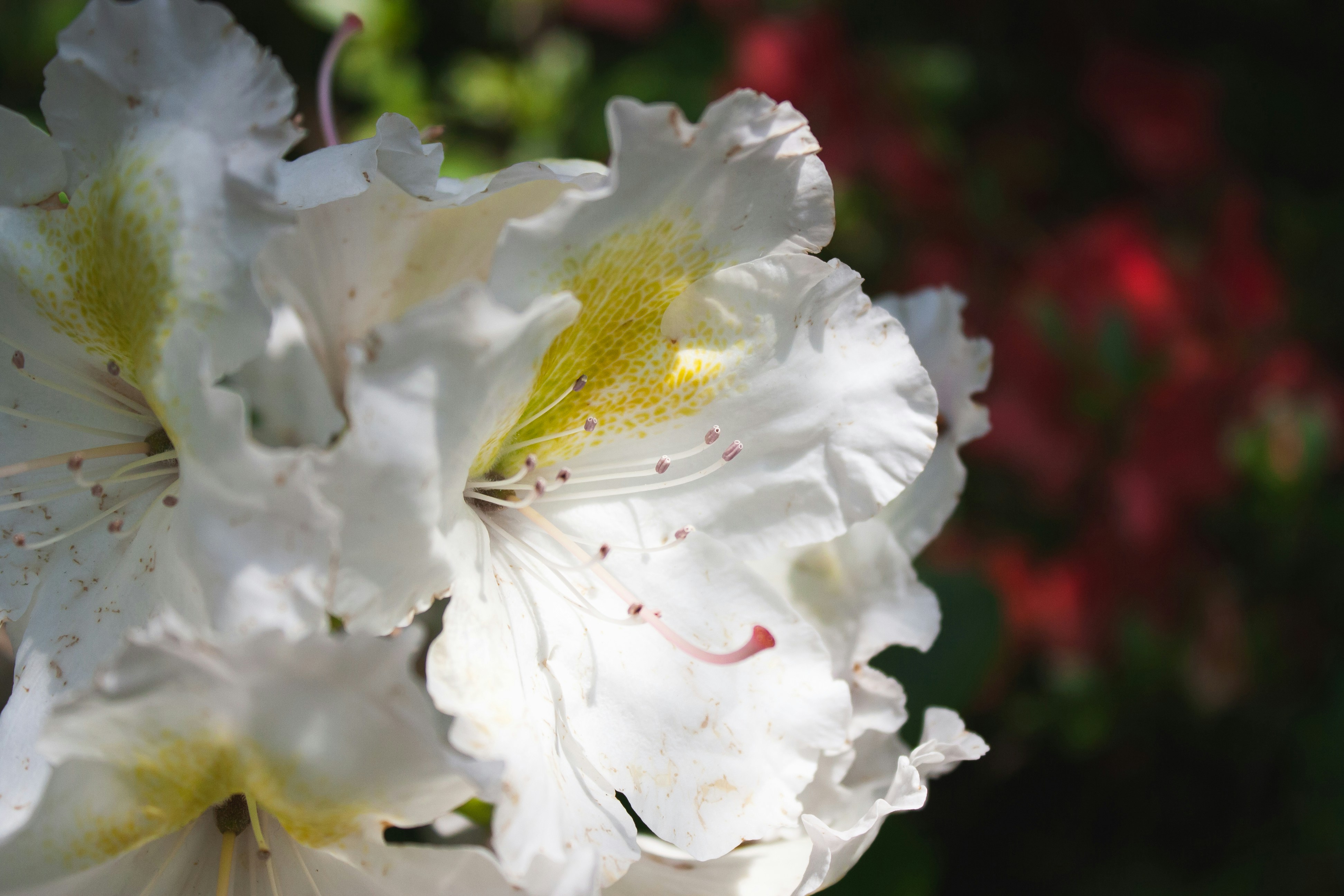 Petals in Quiet Light: A White Bloom Framed by Velvet Red
