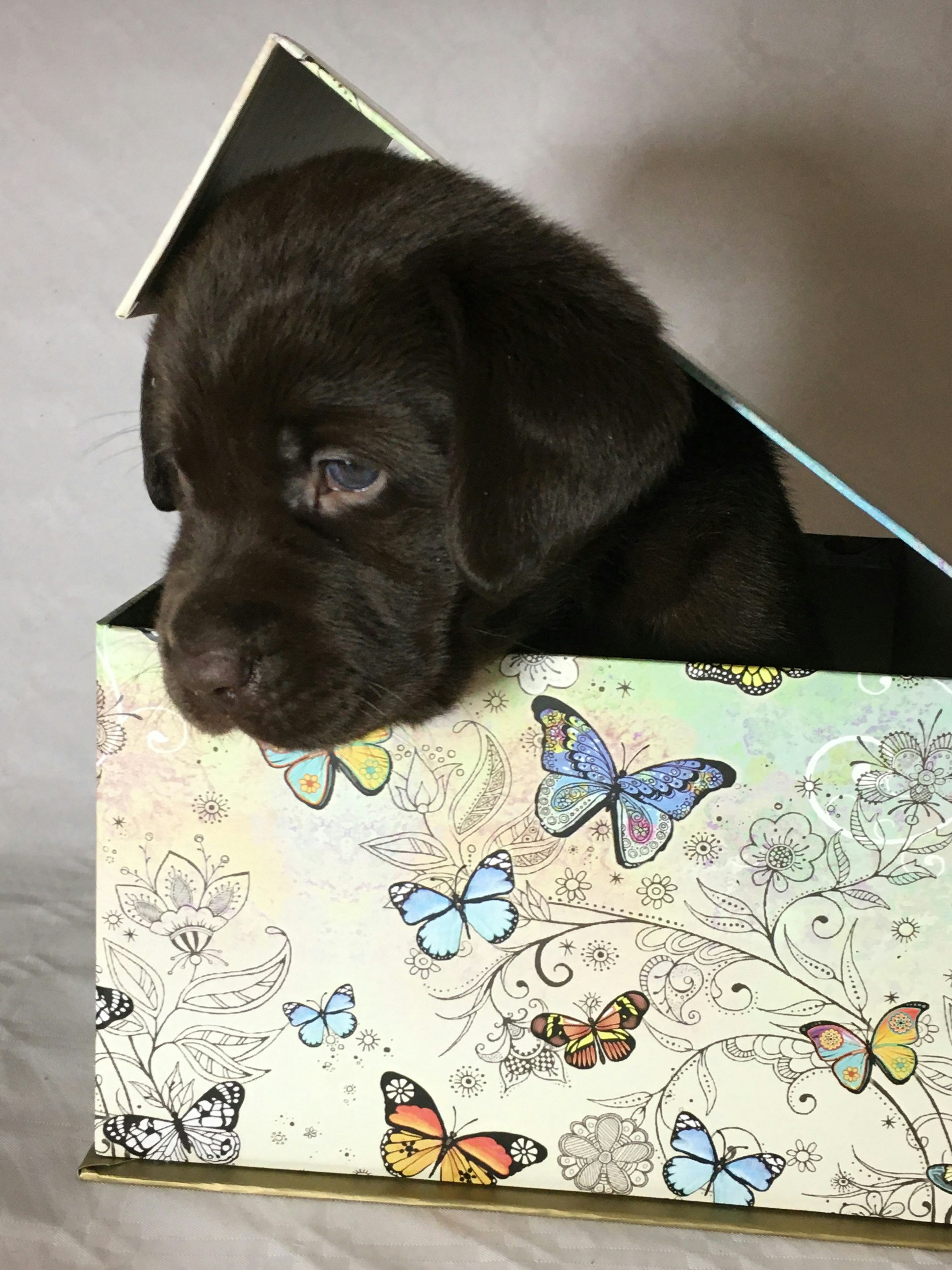Puppy Peek in a Floral Box