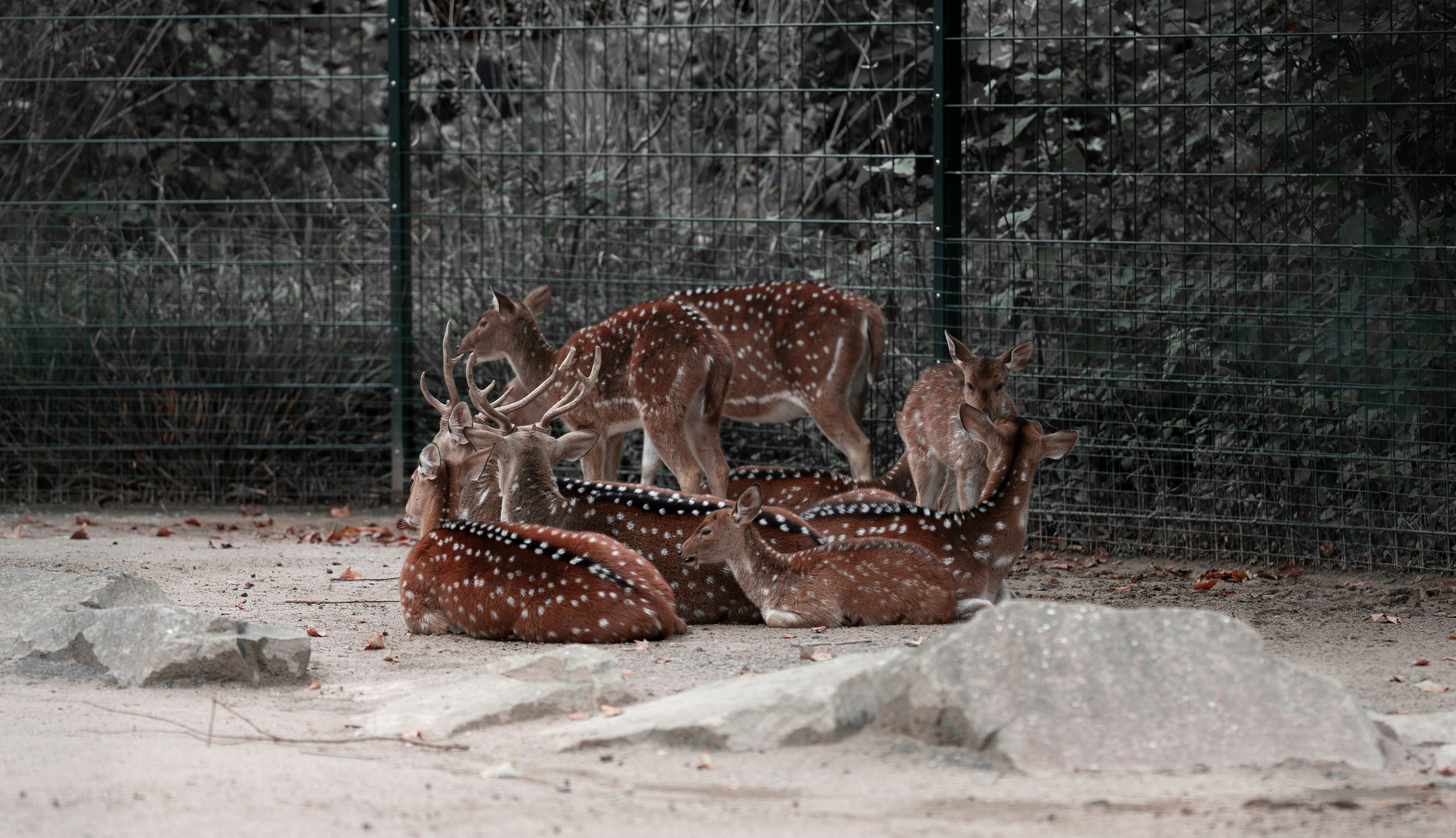 A Quiet Flock of Fawns Resting by the Fence