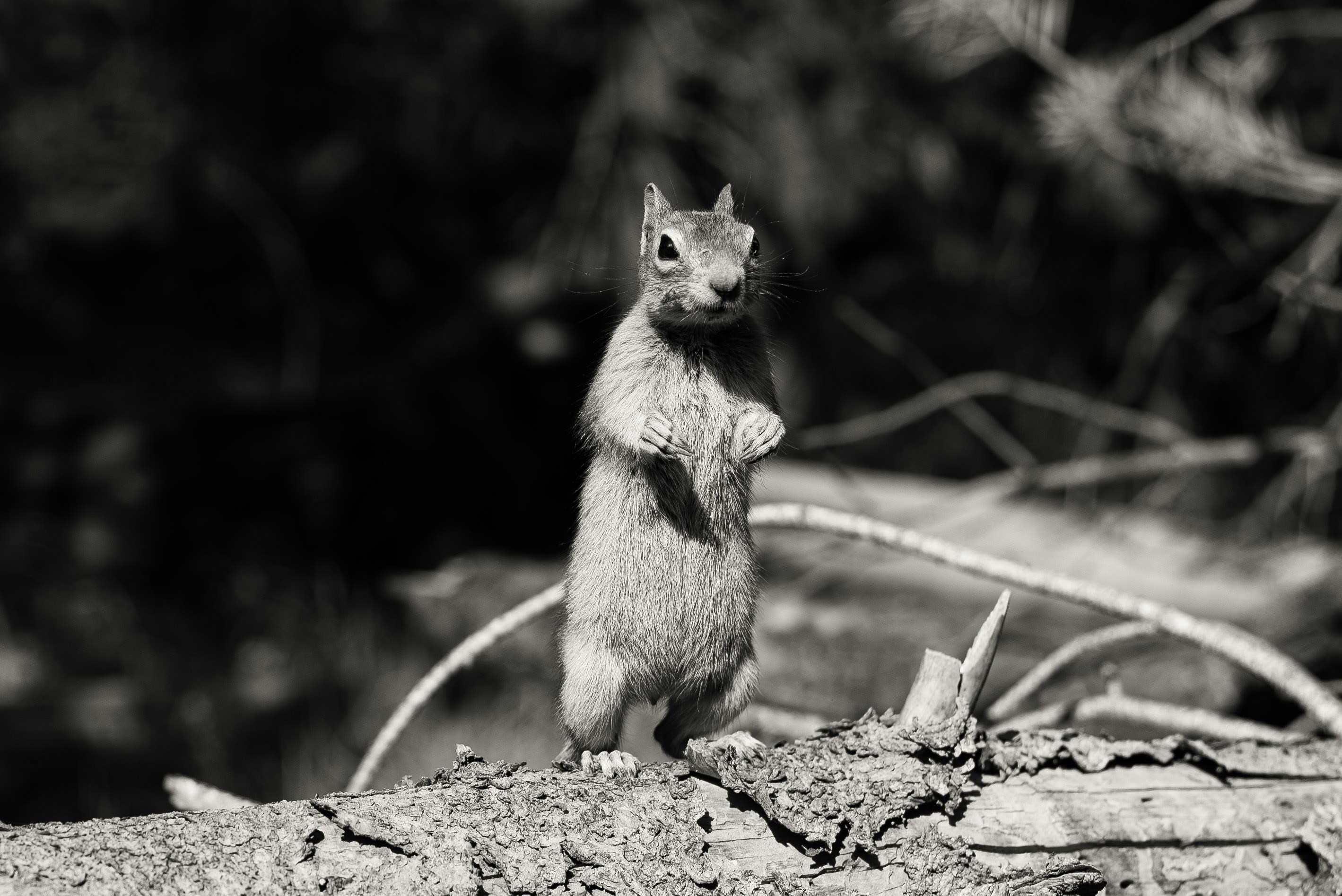 brown squirrel on brown tree log