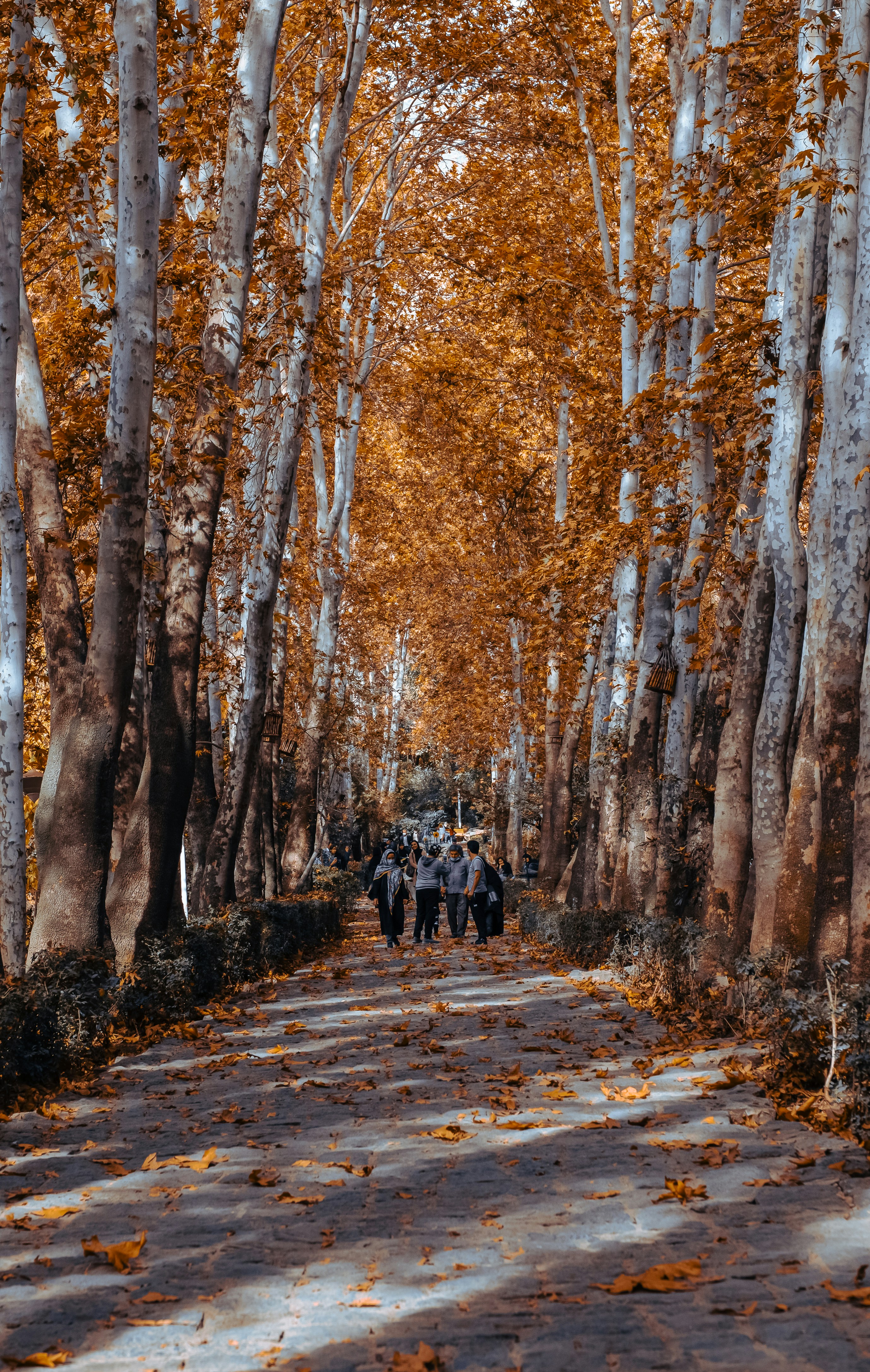 A tranquil pathway flanked by tall trees adorned in vibrant autumn foliage, with a group of people walking leisurely along the stone path.