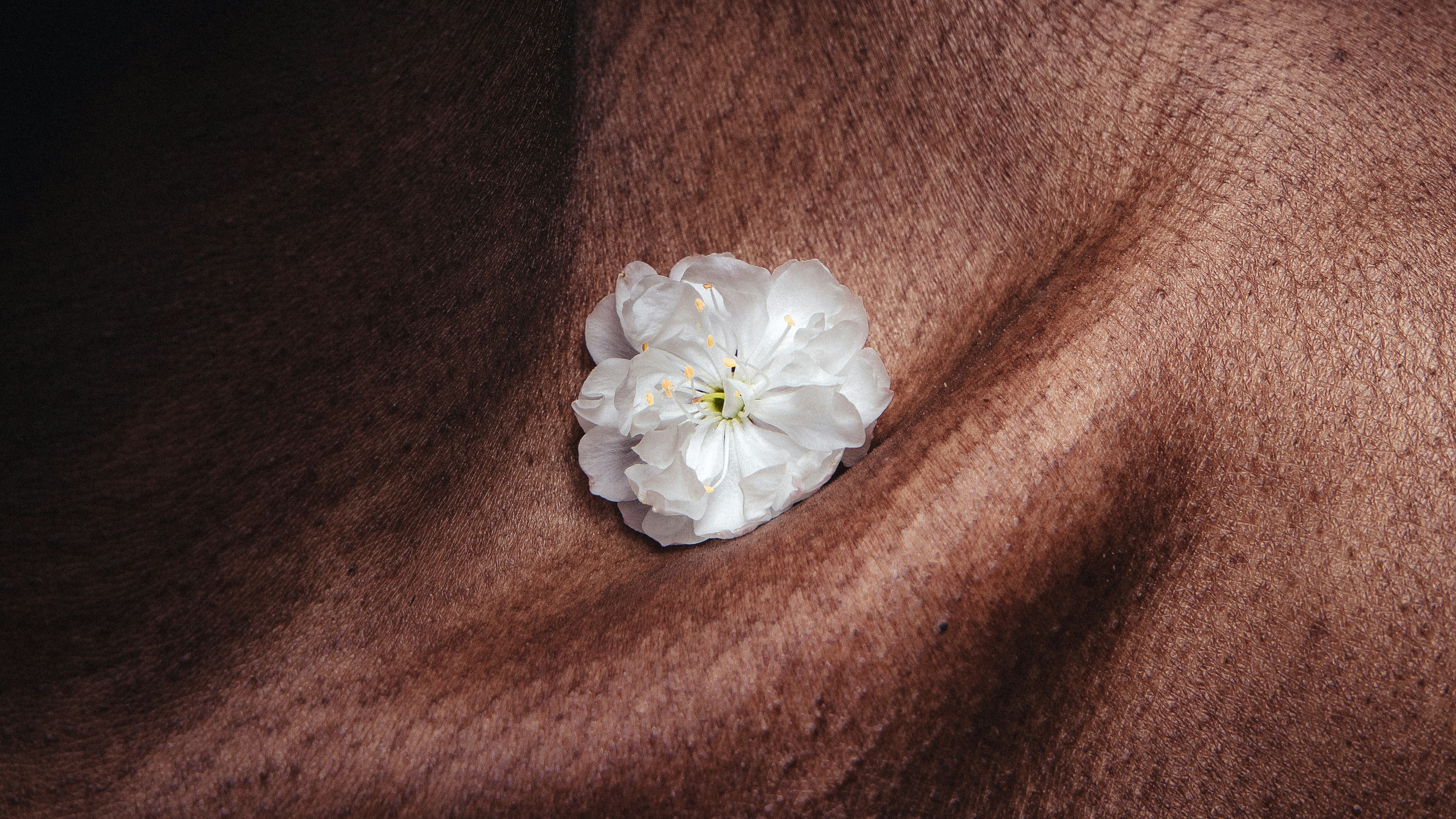 White flower resting on a textured skin surface, highlighting the interplay of nature and humanity.