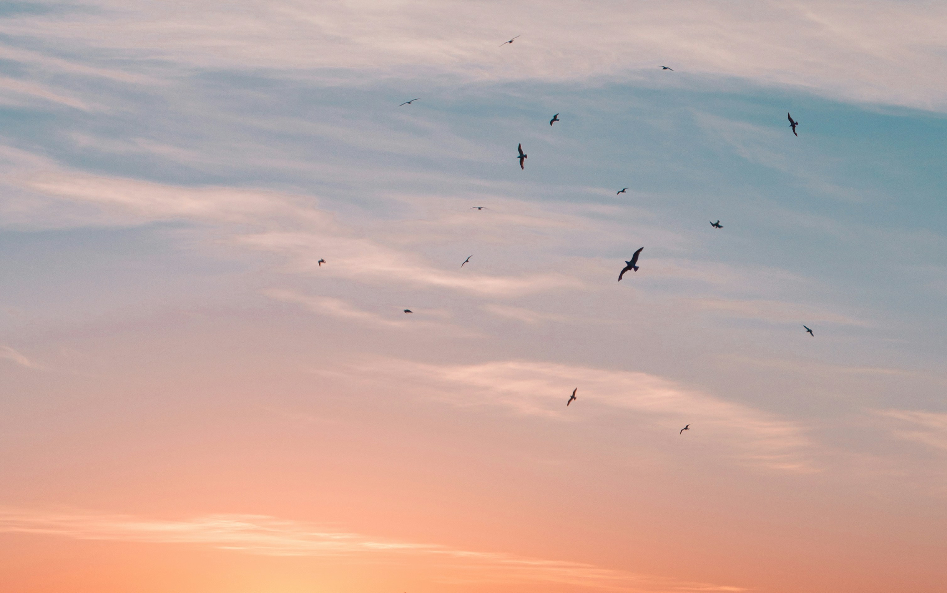 Birds flying on sky during daytime photo – Free Grey Image on Unsplash