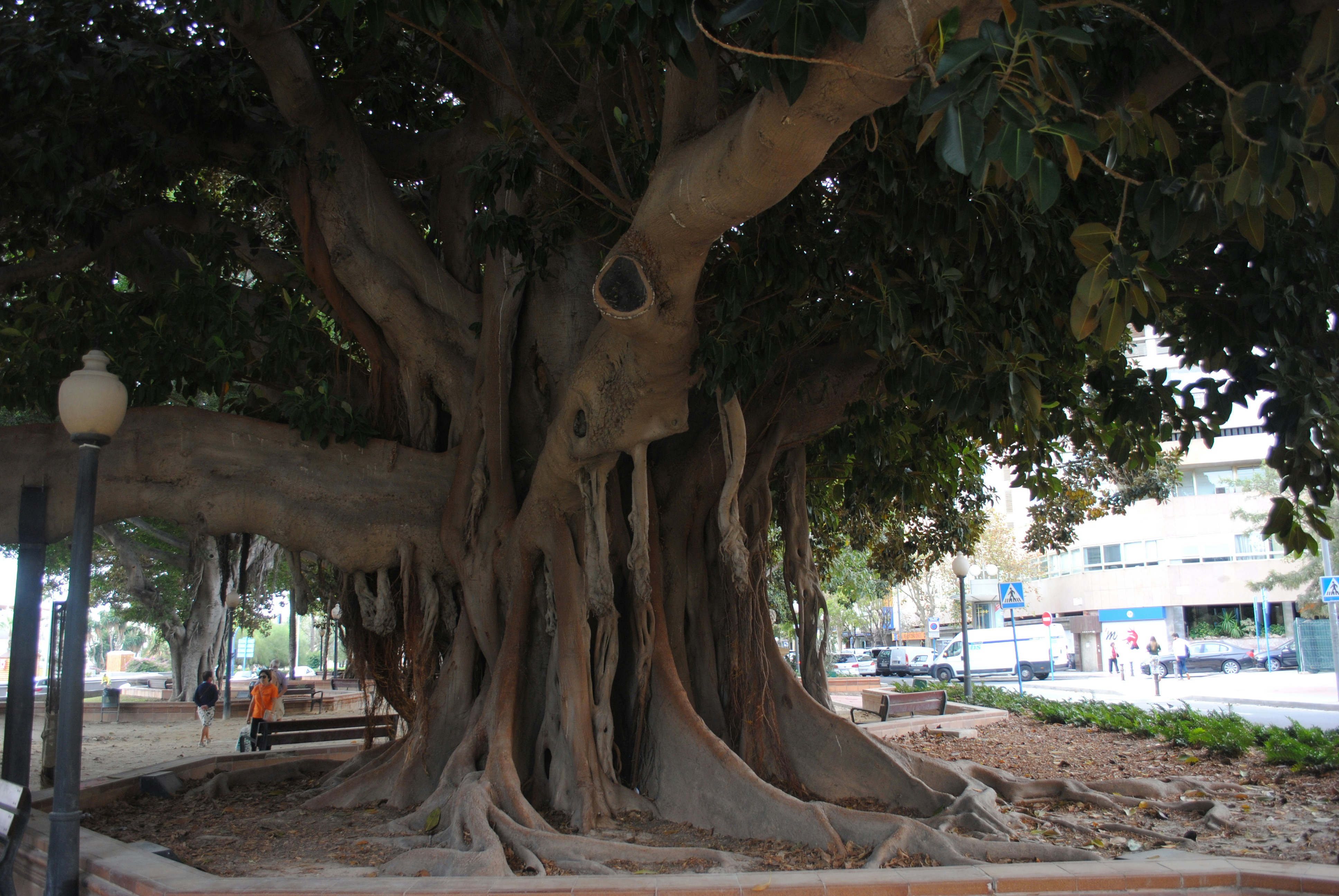 Majestic tree with sprawling roots and thick trunk, surrounded by urban scenery. The scene captures the harmony between nature and city life.