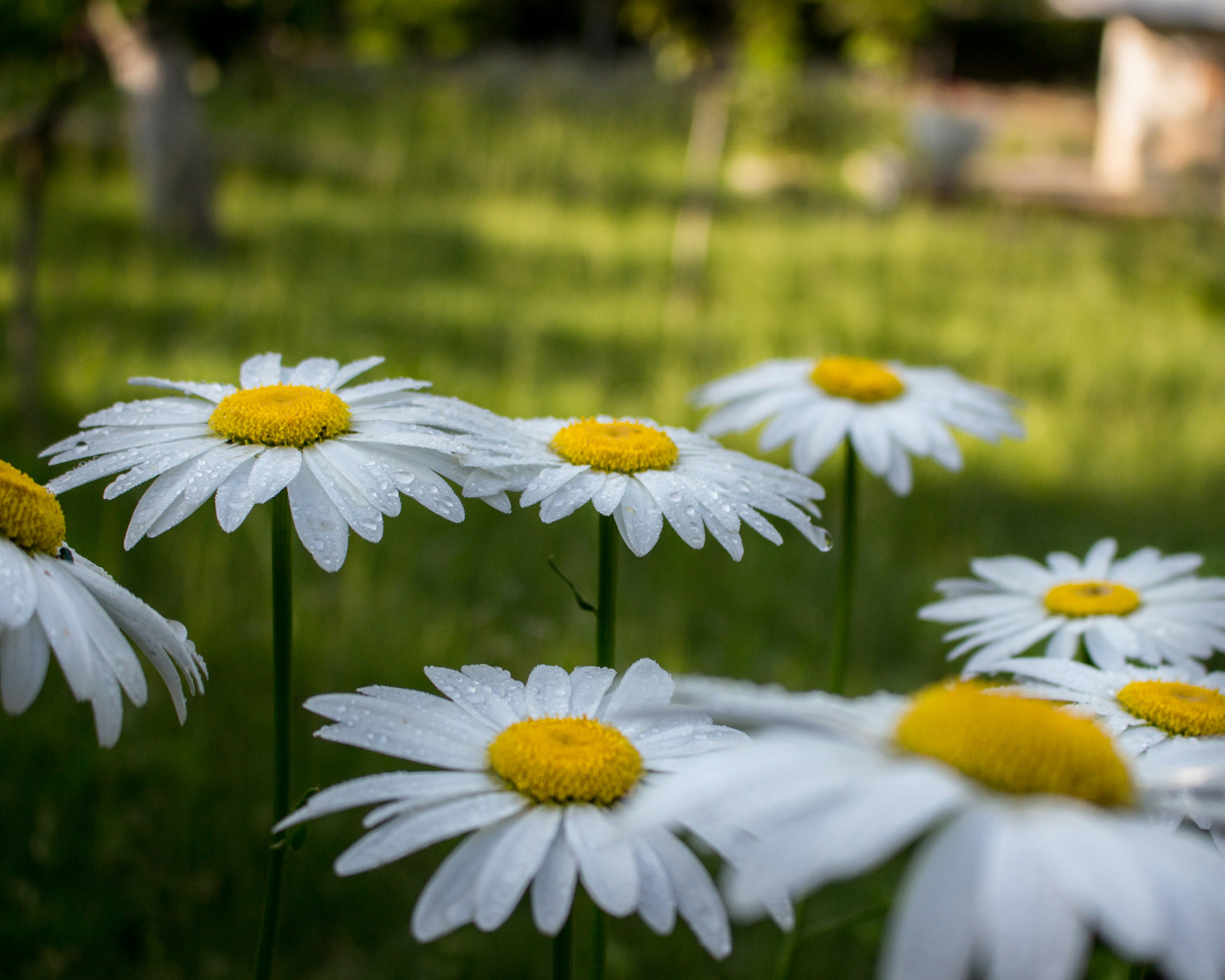 Dew-kissed Daisies in a Sunlit Meadow