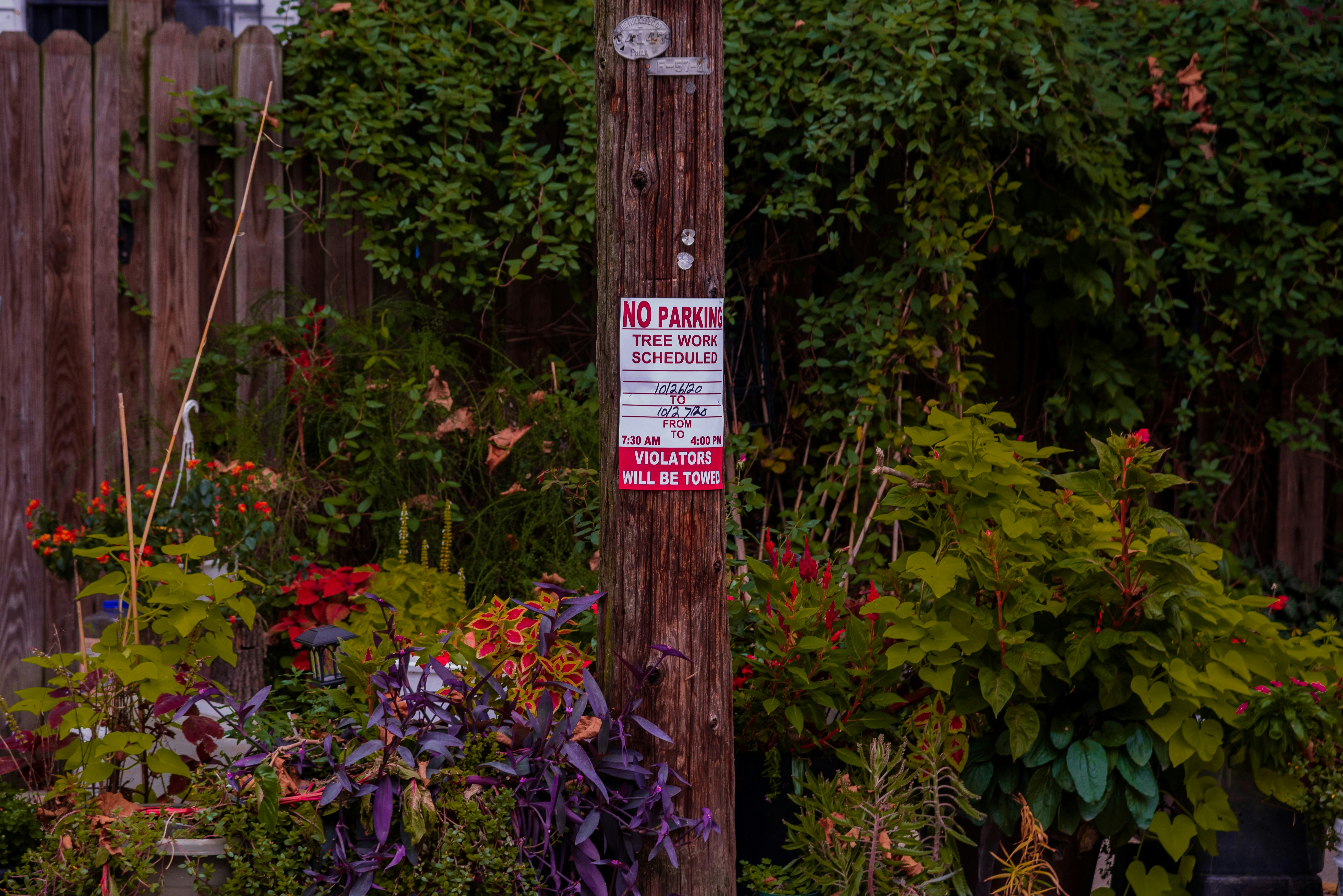 A vibrant garden scene featuring a 'No Parking' sign on a wooden post, surrounded by lush greenery and colorful flowers. The juxtaposition highlights the coexistence of nature and urban regulations.