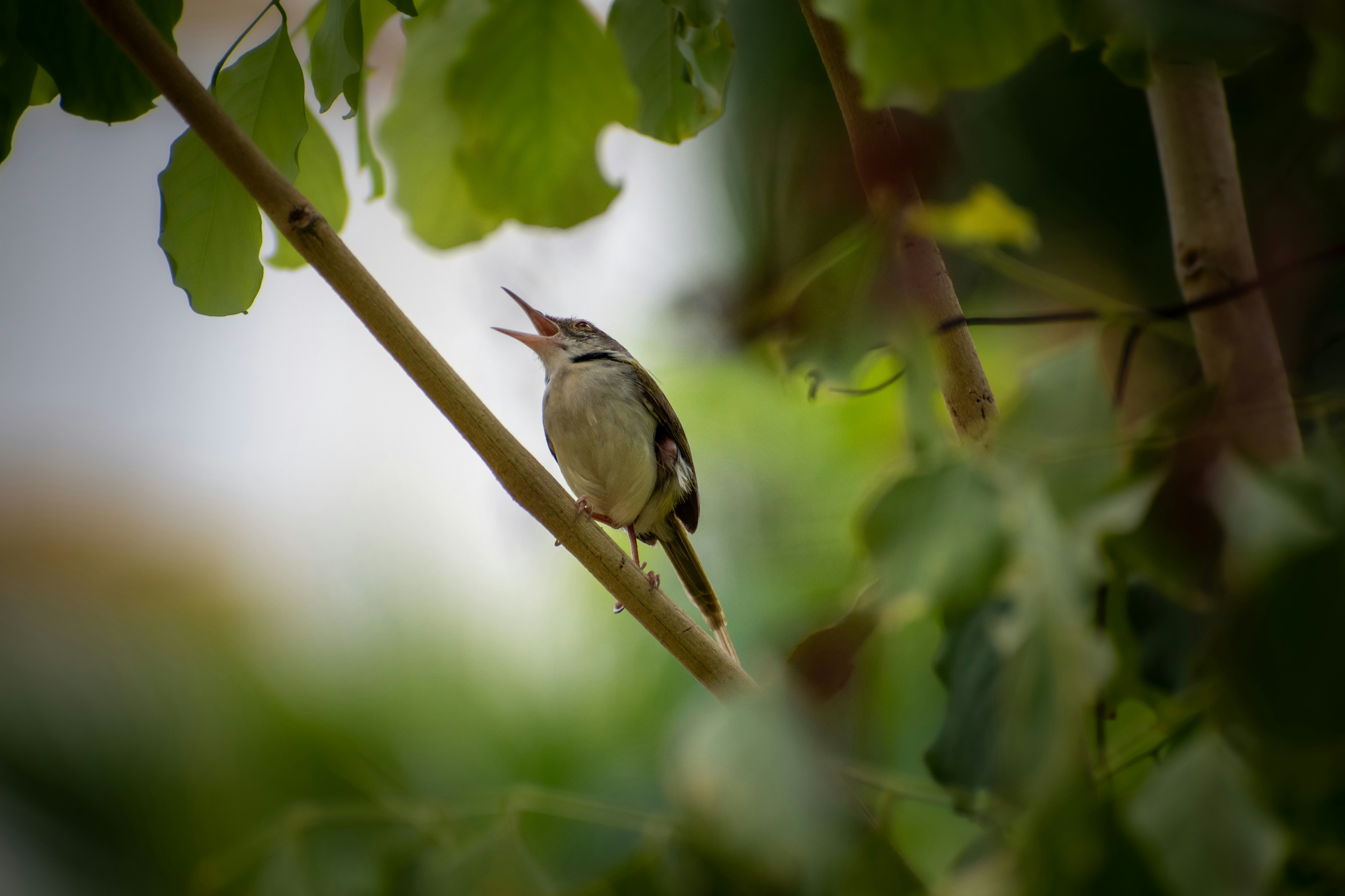 Image of a common tailorbird