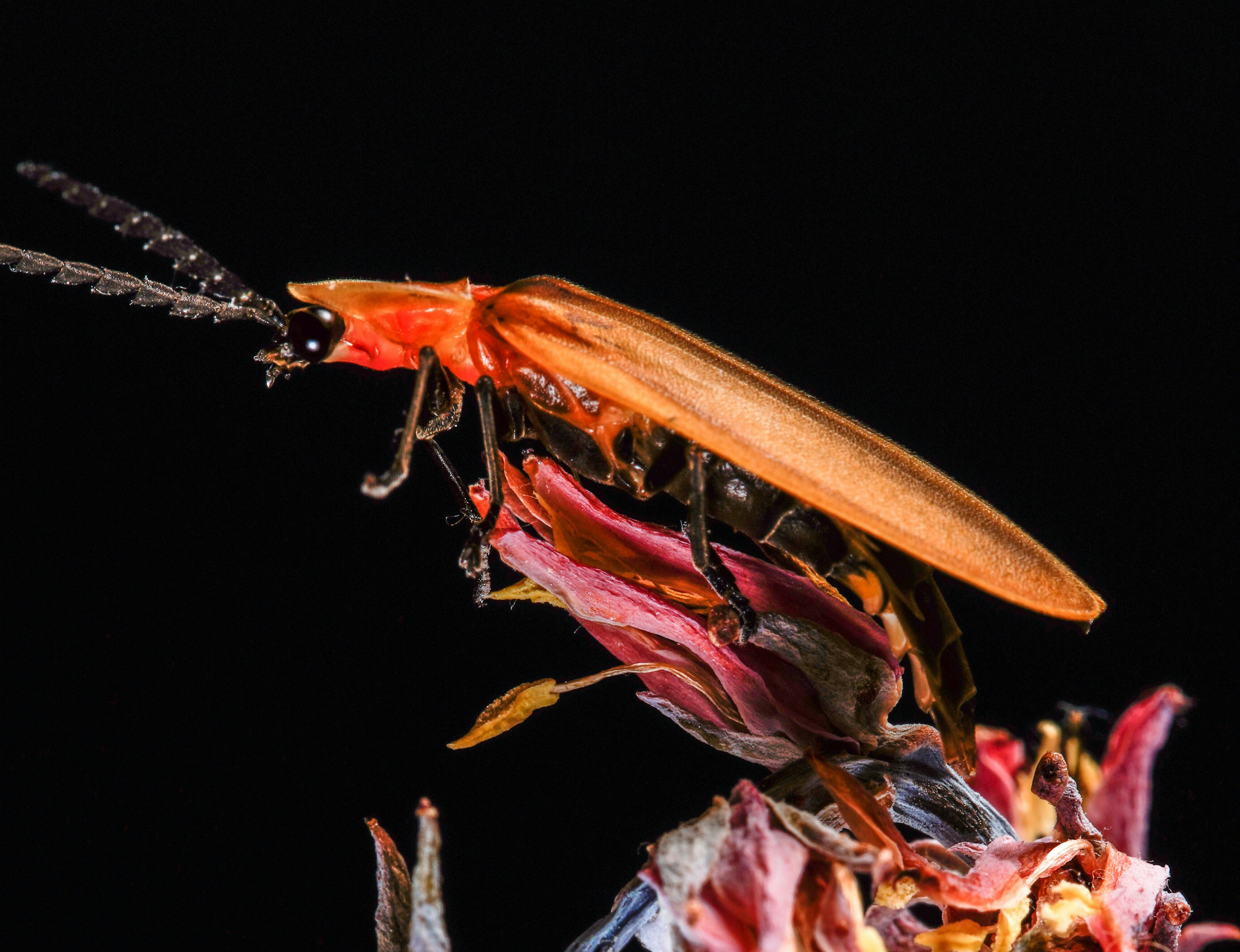 Crimson Soldier Beetle on a Dried Bloom Against Velvet Black