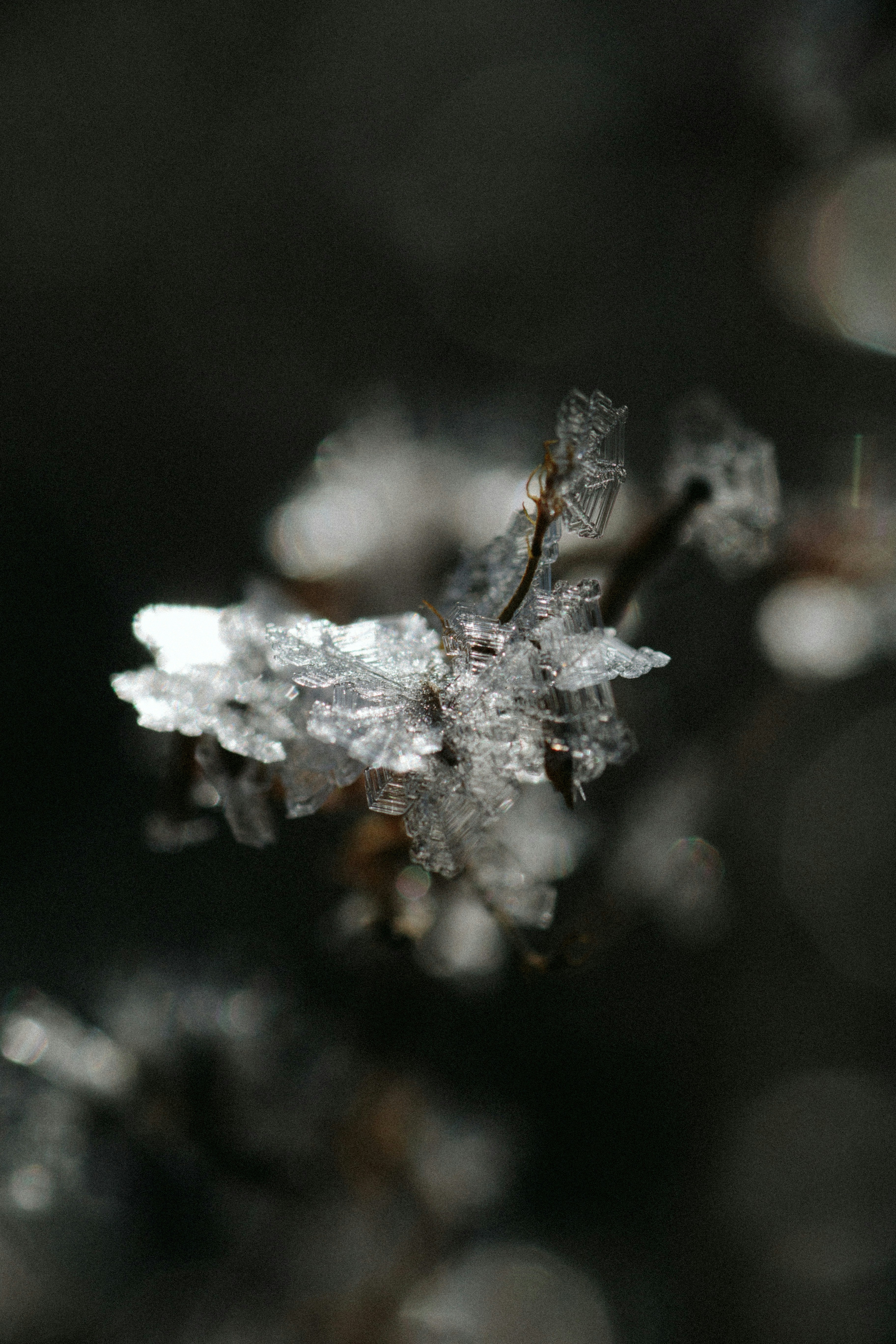 Frostwork on a Thin Twig: a Close-Up of Ice Crystal Lattices