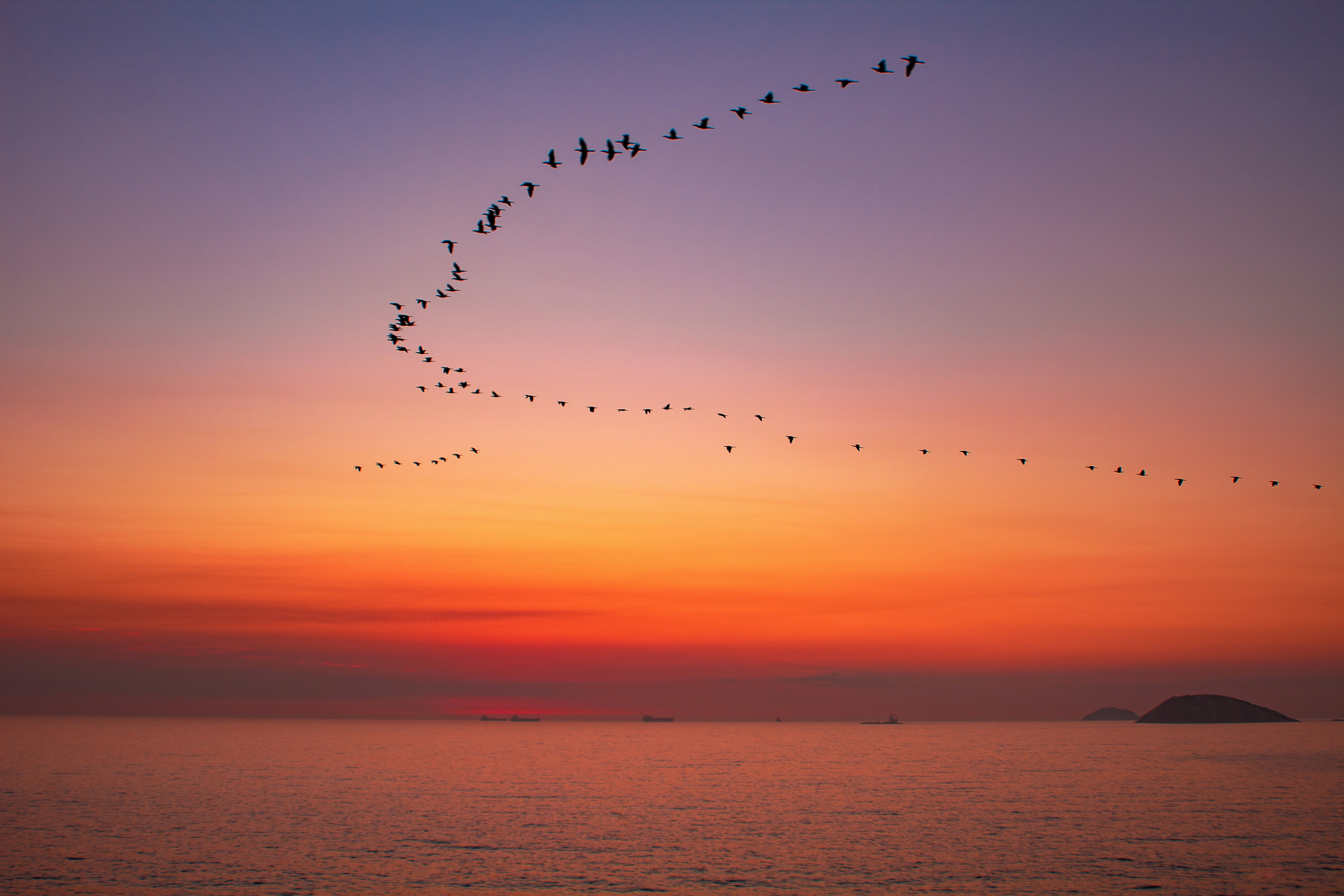 V-formation at Dusk: A Migrating Chorus Across the Horizon