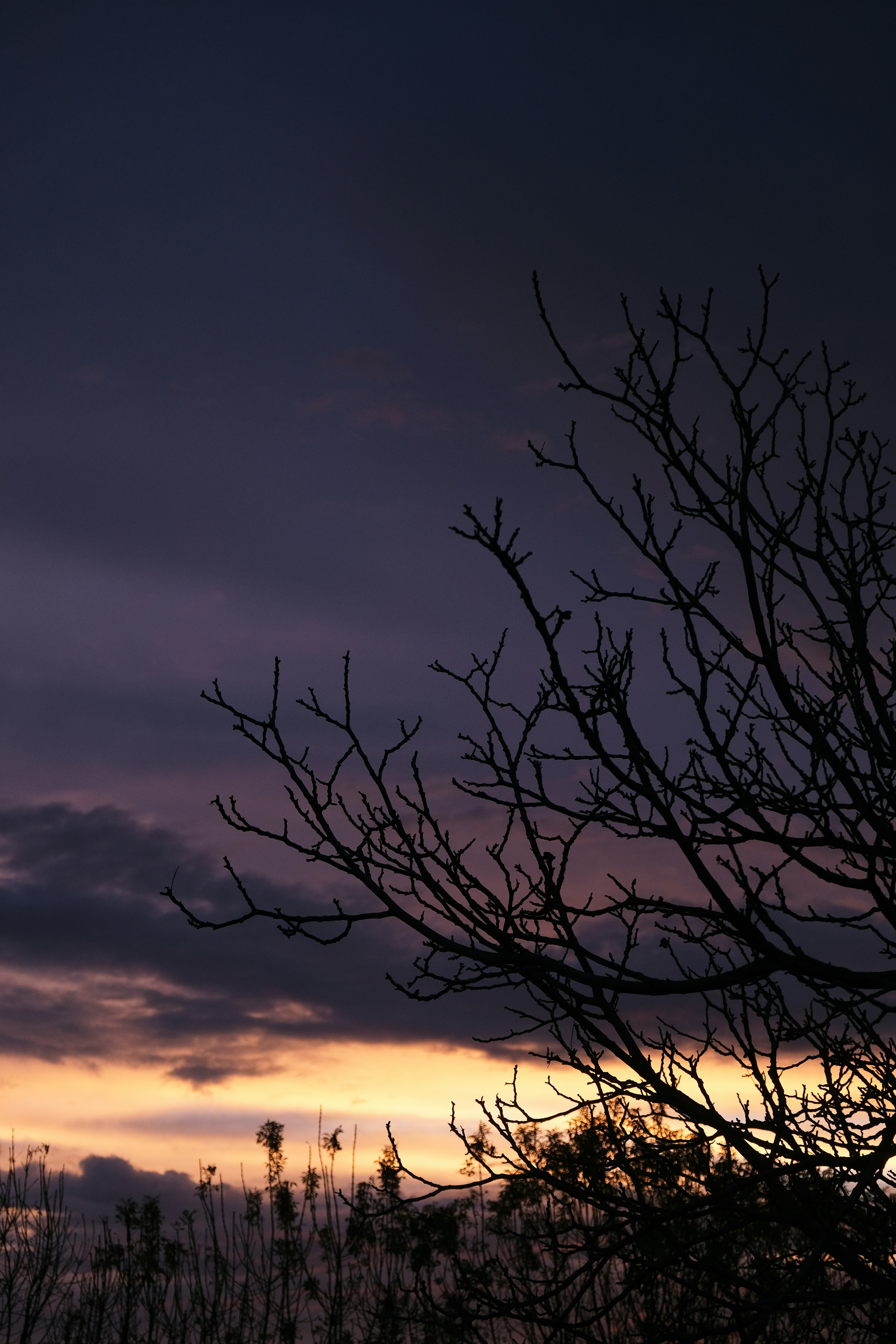 Silhouetted branches stretch towards a vibrant twilight sky, where deep purples and oranges blend seamlessly. The serene atmosphere captures the transition from day to night.