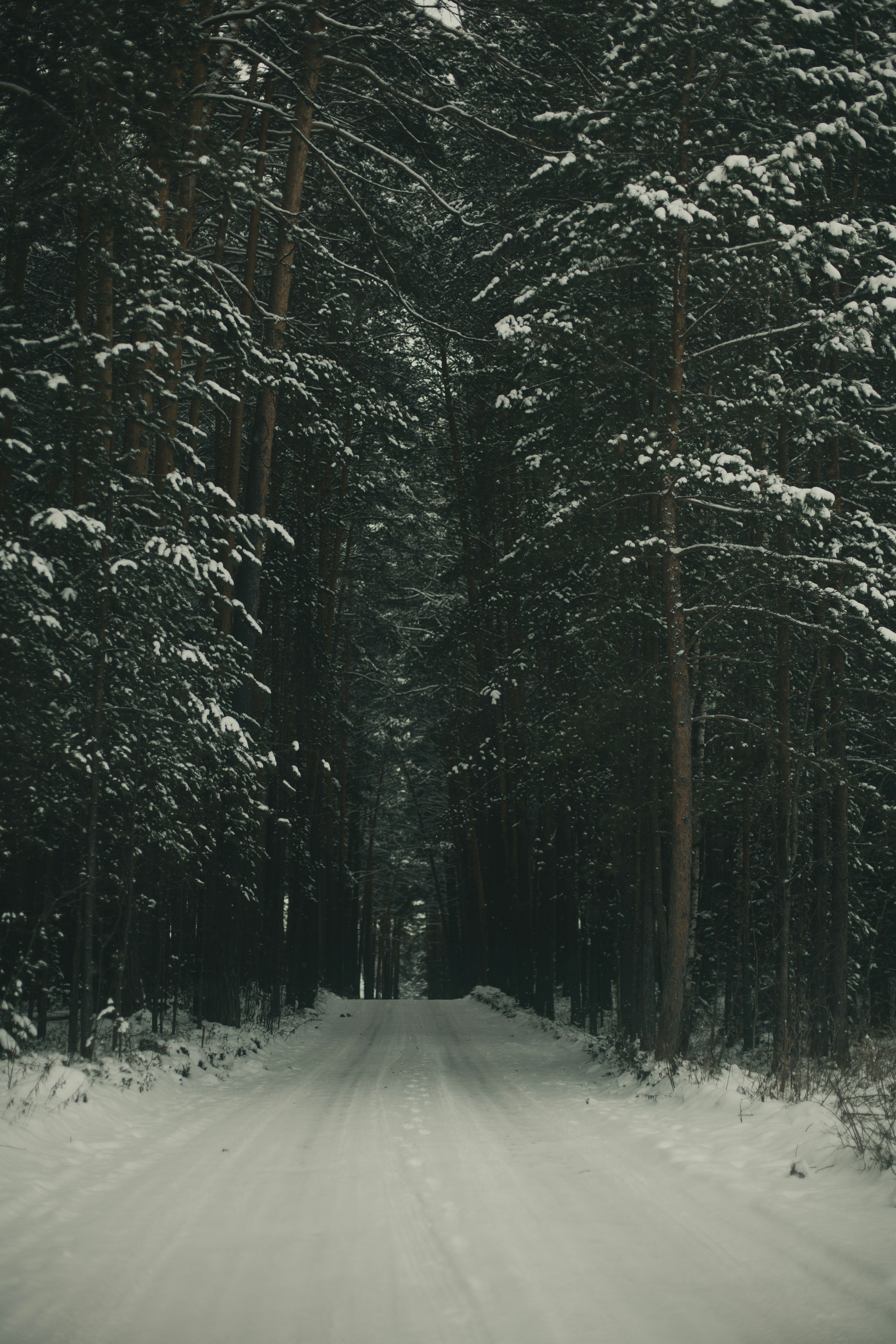 Snow-covered road winding through a dense forest of evergreen trees. The scene evokes a sense of tranquility and solitude.