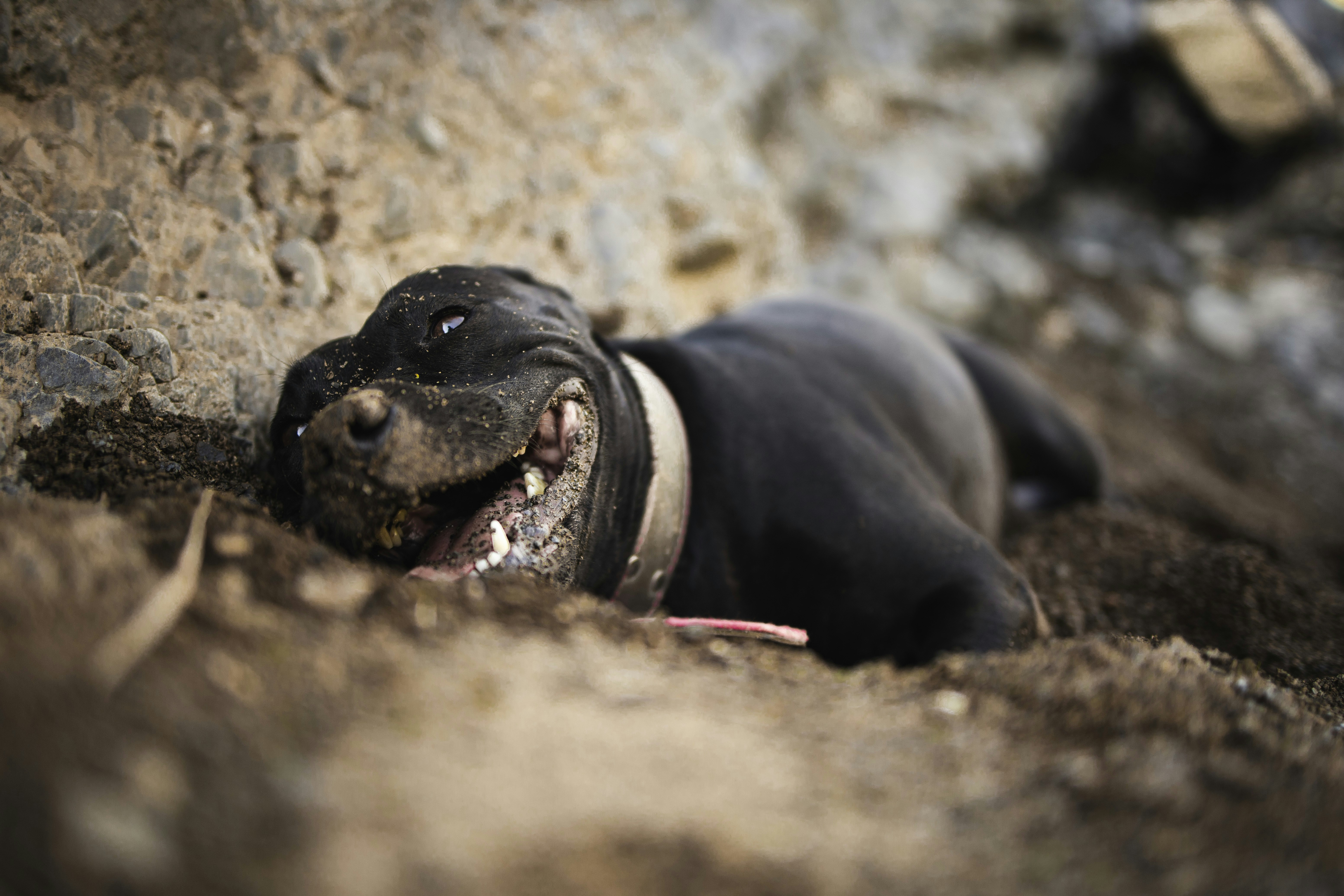 Mud-Dusted Joy: A Ground-Level Portrait of a Playful Hound