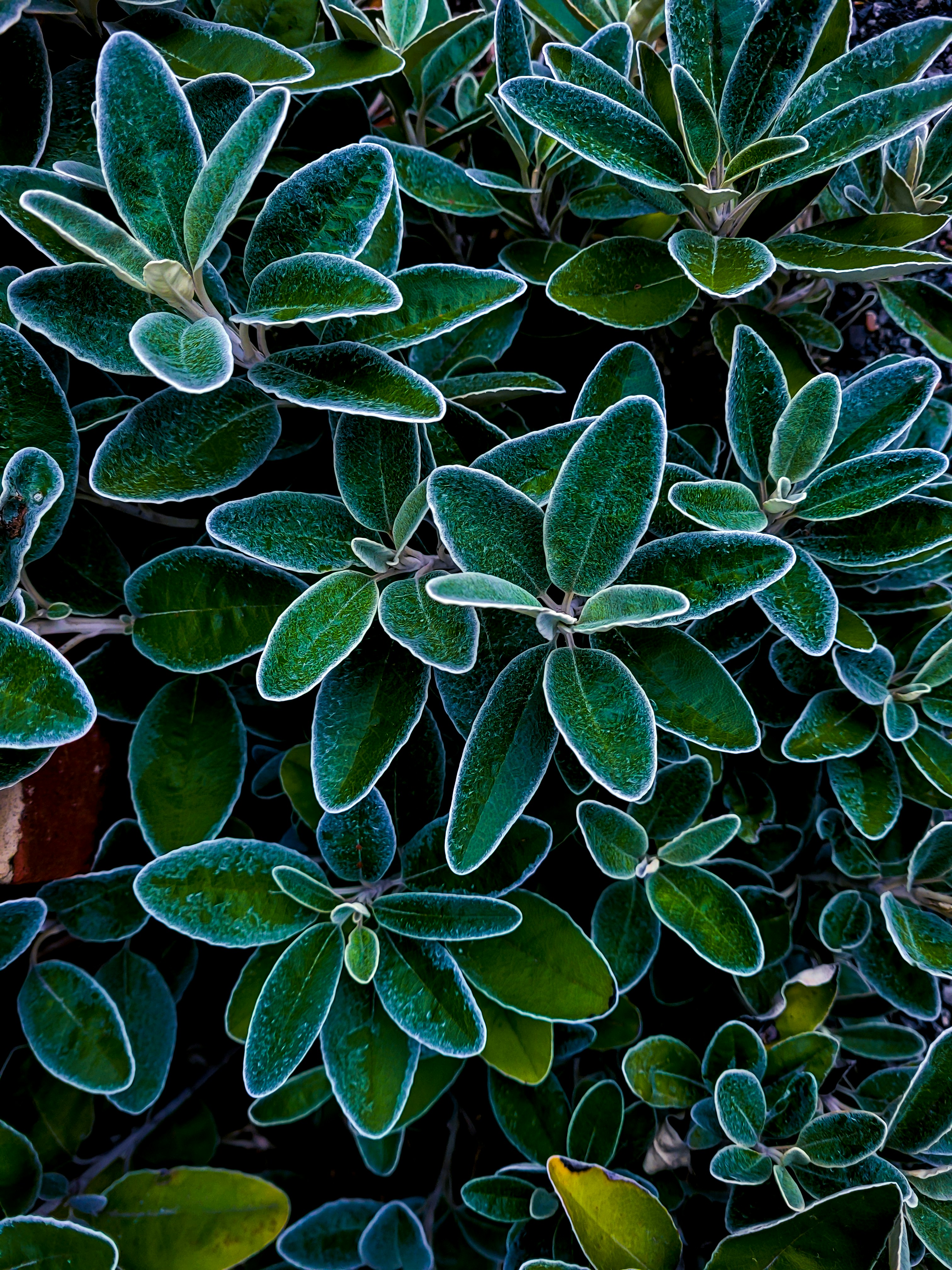 Close-up of lush green leaves with delicate edges, showcasing the intricate patterns and textures of the foliage.