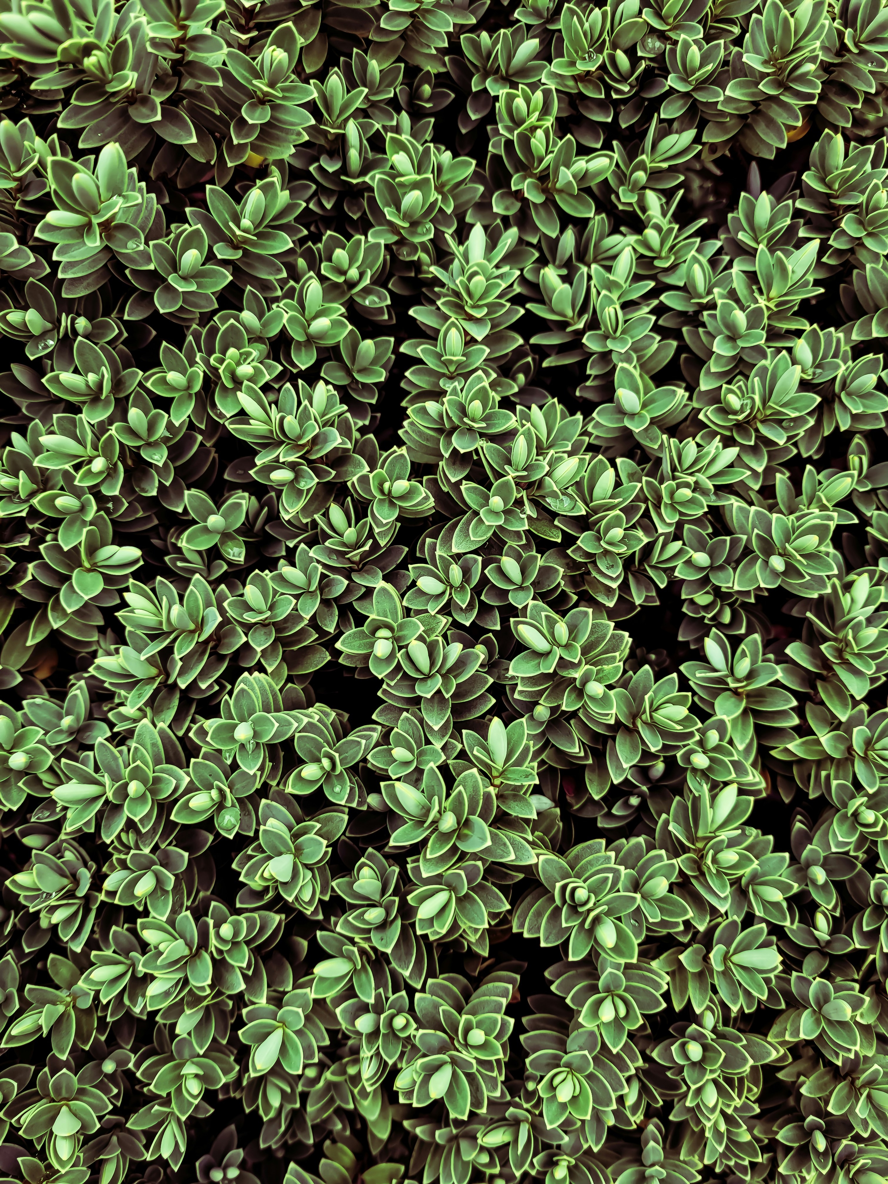 Sample photo from Samsung Galaxy S20 FE 5G