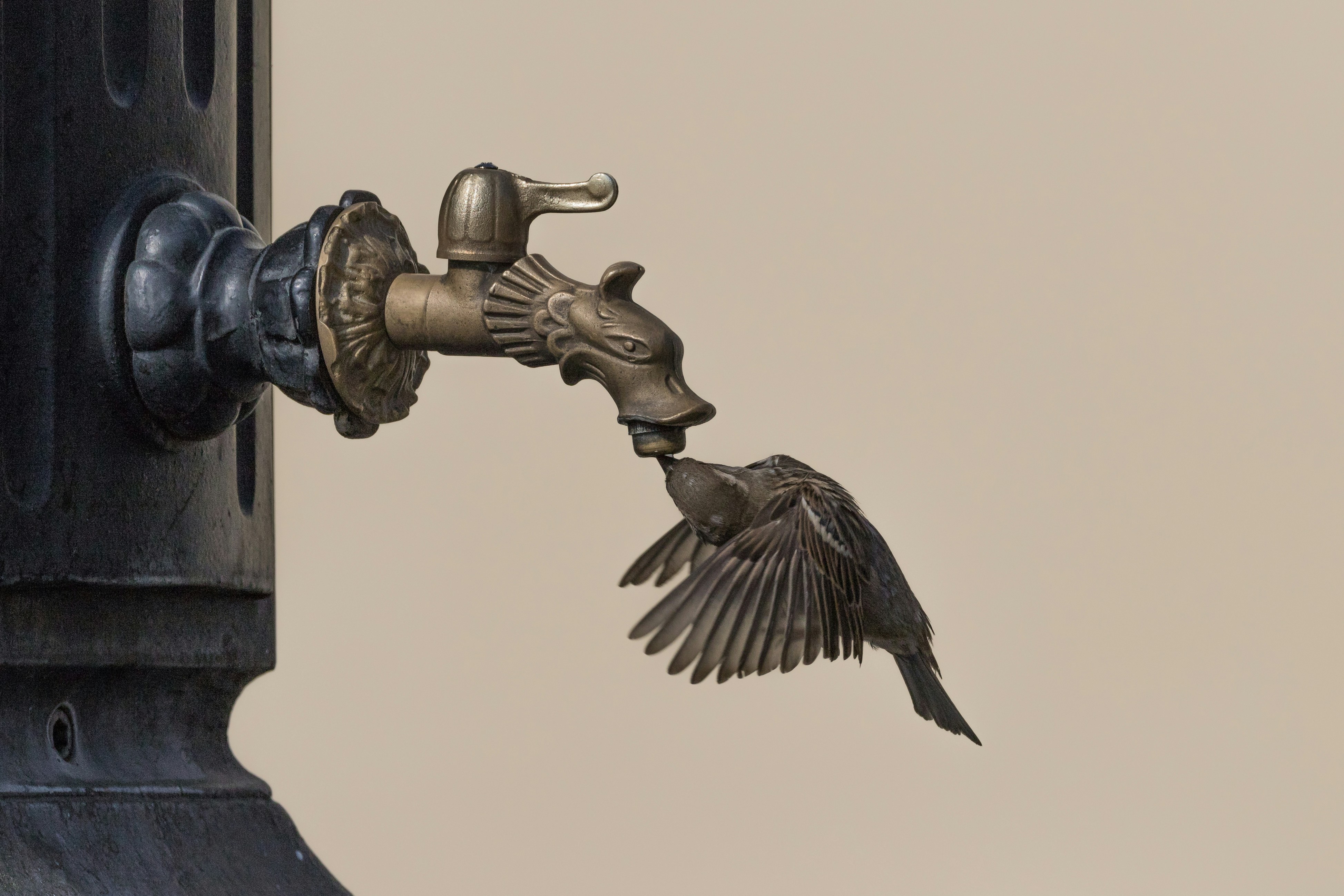 A small bird hovers at a vintage water faucet, its wings spread wide as it prepares to drink. The faucet features intricate detailing, adding character to the scene.