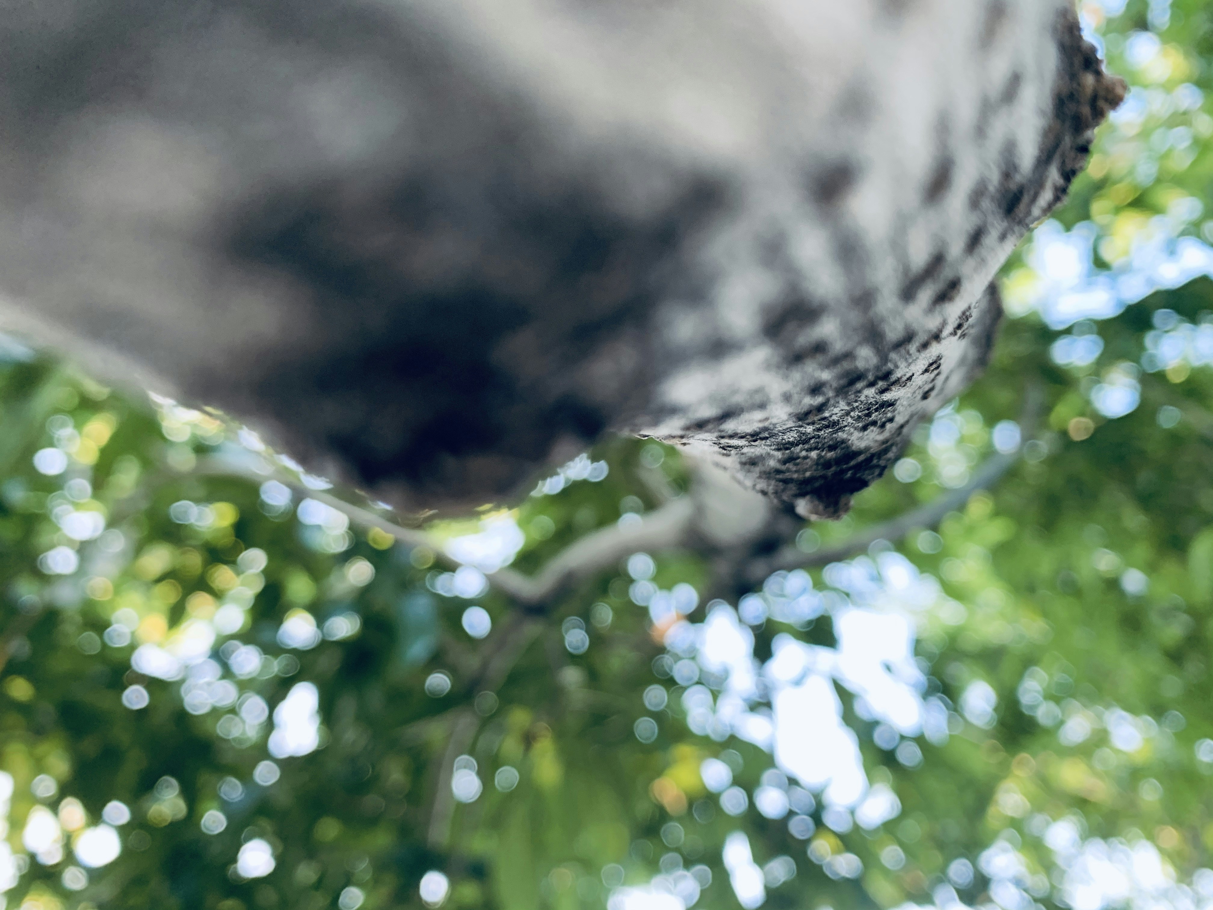 Close-up view of a tree trunk with blurred green leaves in the background, highlighting the texture of the bark. 