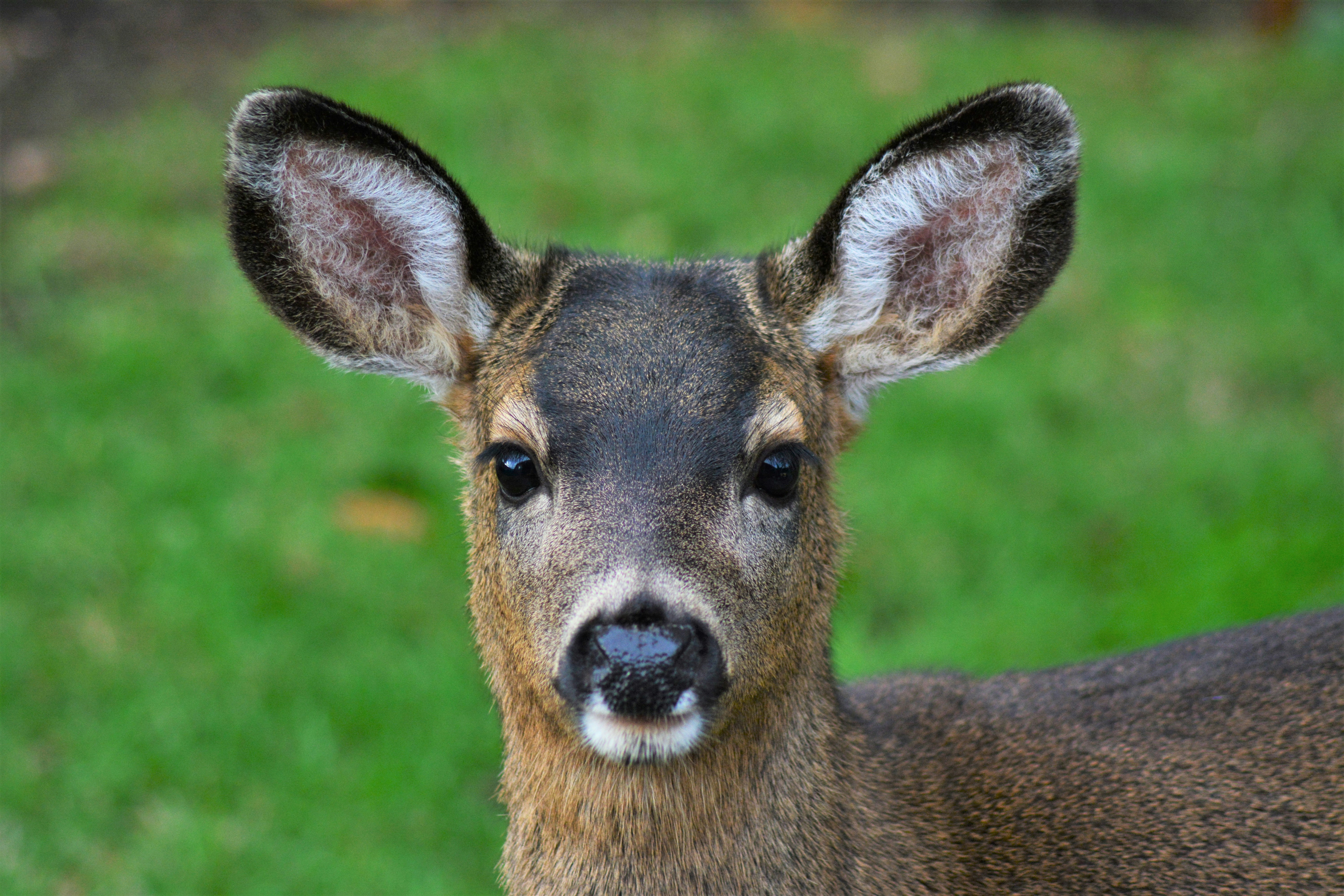 Young fawn with large ears standing on green grass during daytime.
