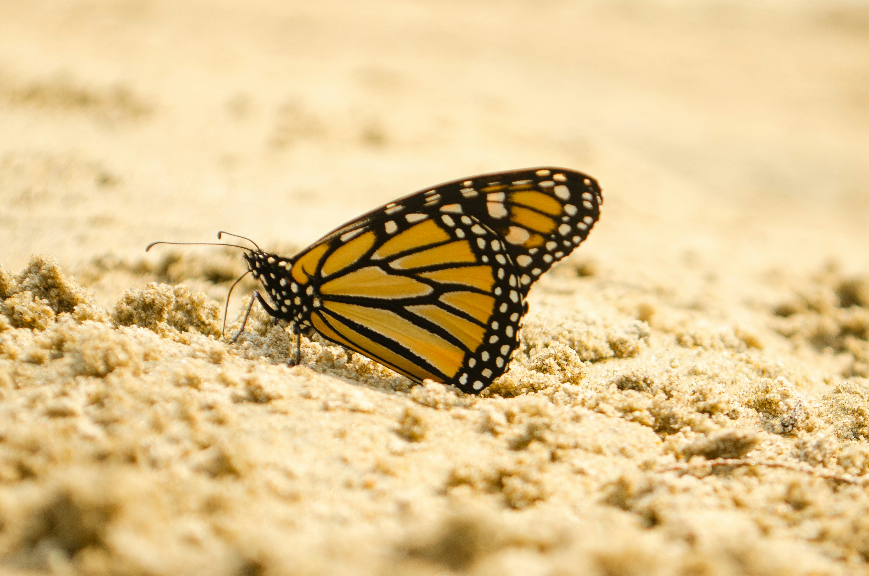 monarch butterfly on brown sand during daytime