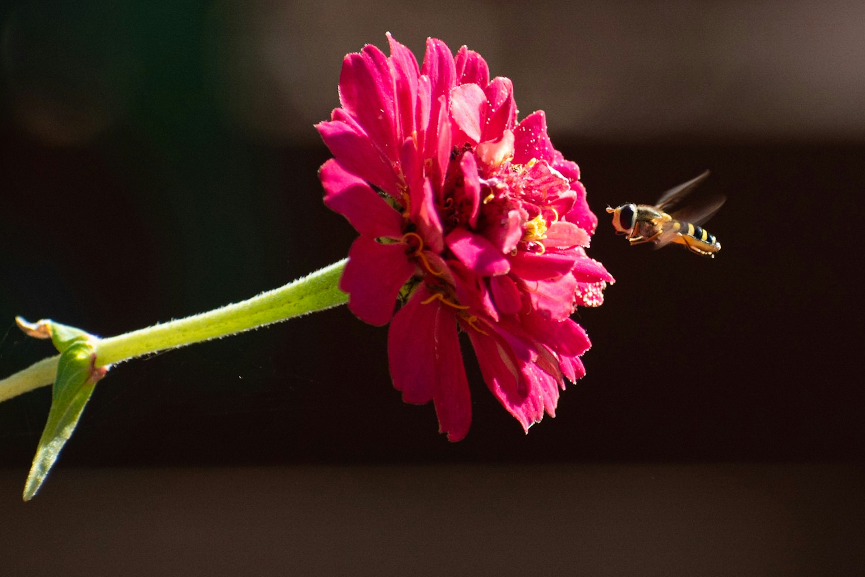 Crimson Bloom and the Hovering Pollinator
