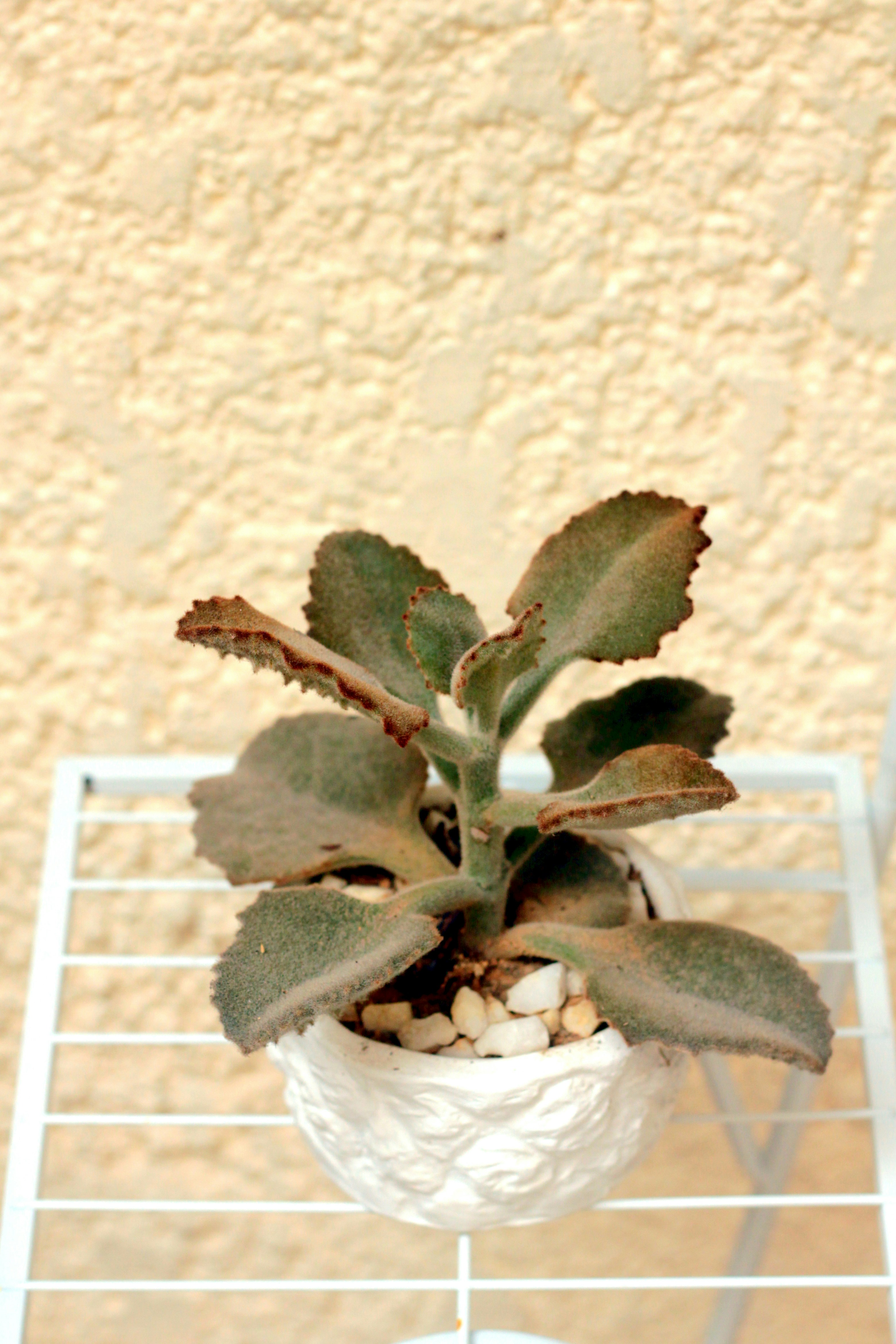 Felted Kalanchoe on a White Grid Shelf Against Sunlit Stucco