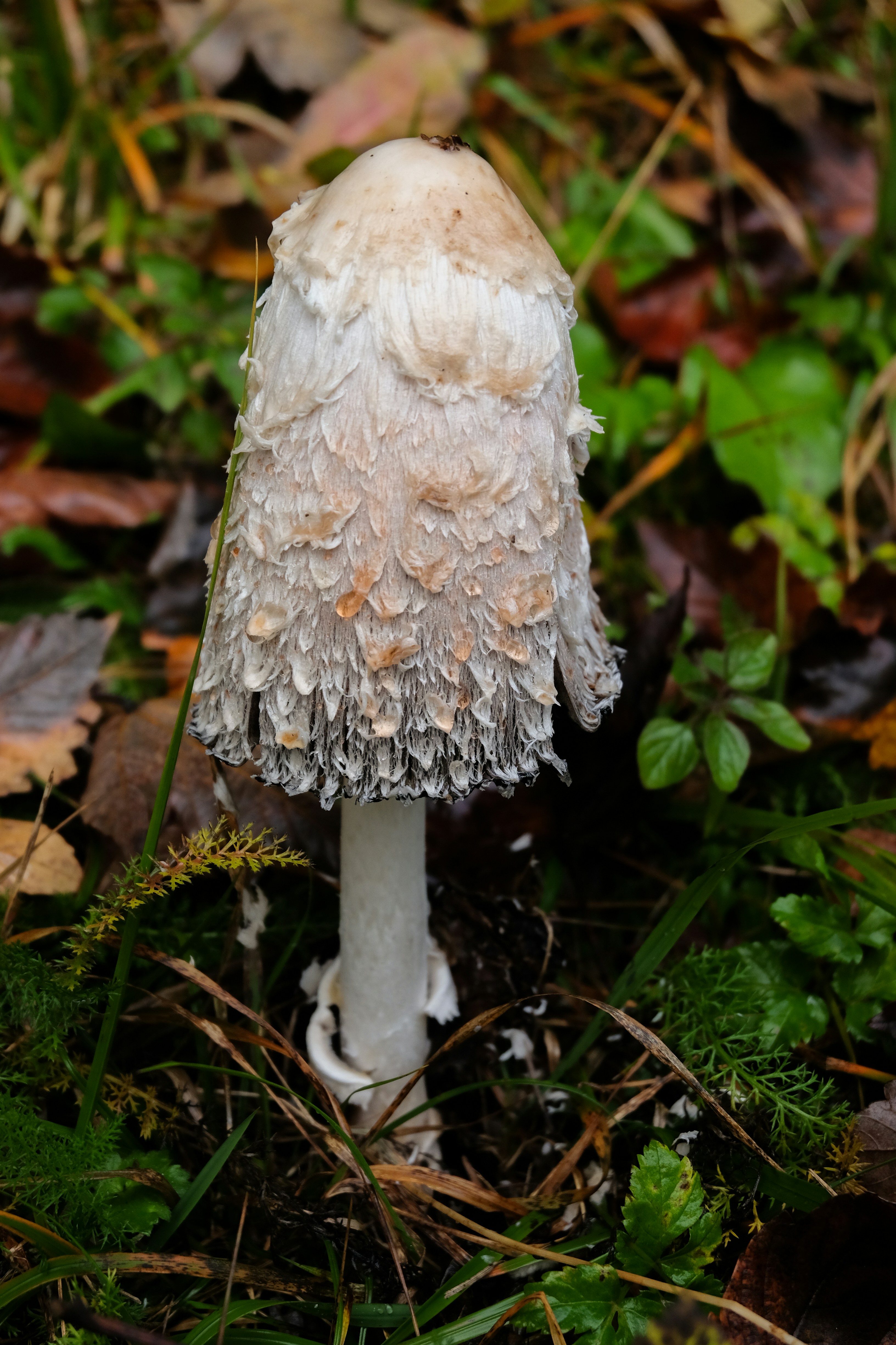 Shaggy Ink Cap Emerging from Mossy Forest Floor