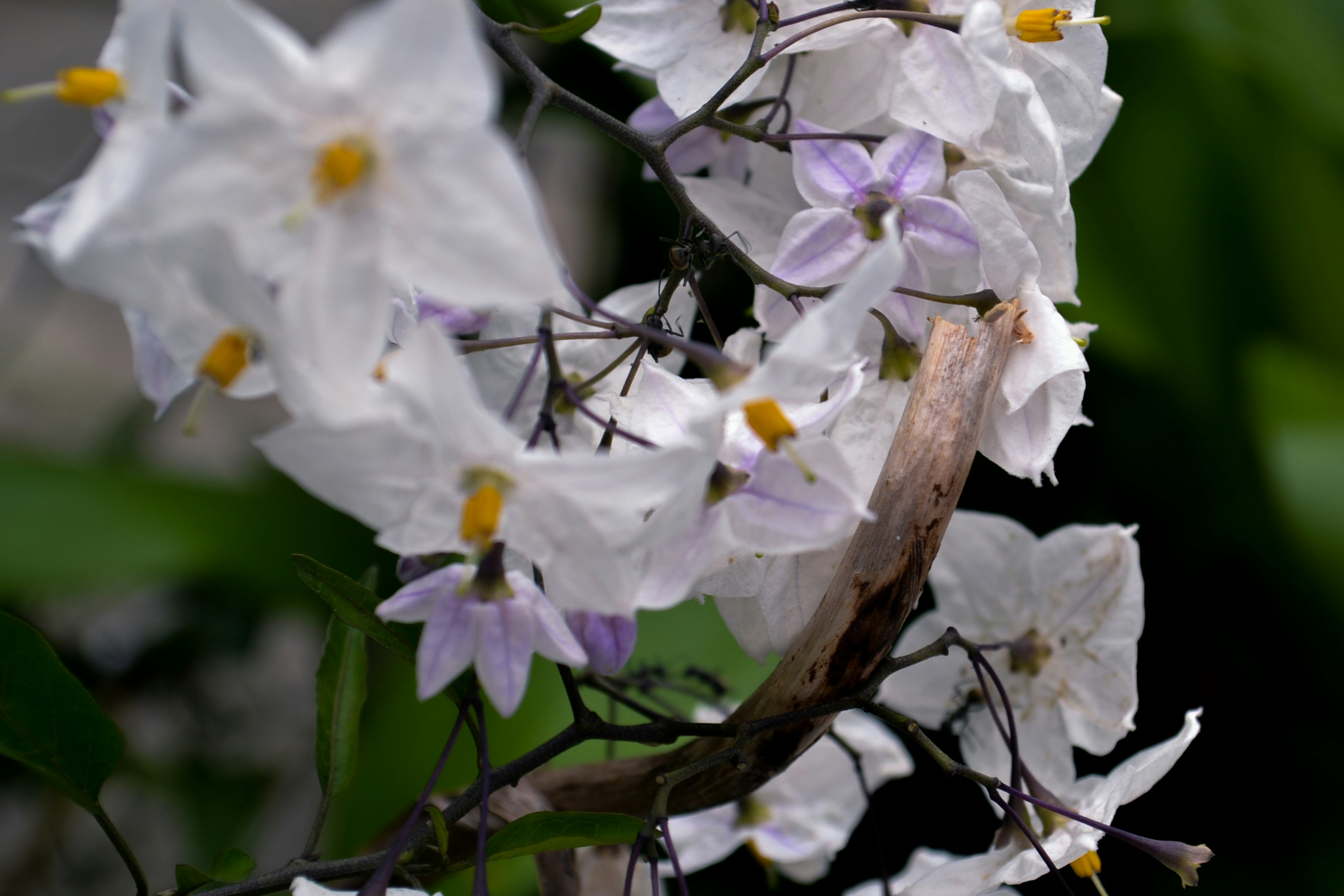 Whispering Petals: close-up of white blossoms with a weathered stem