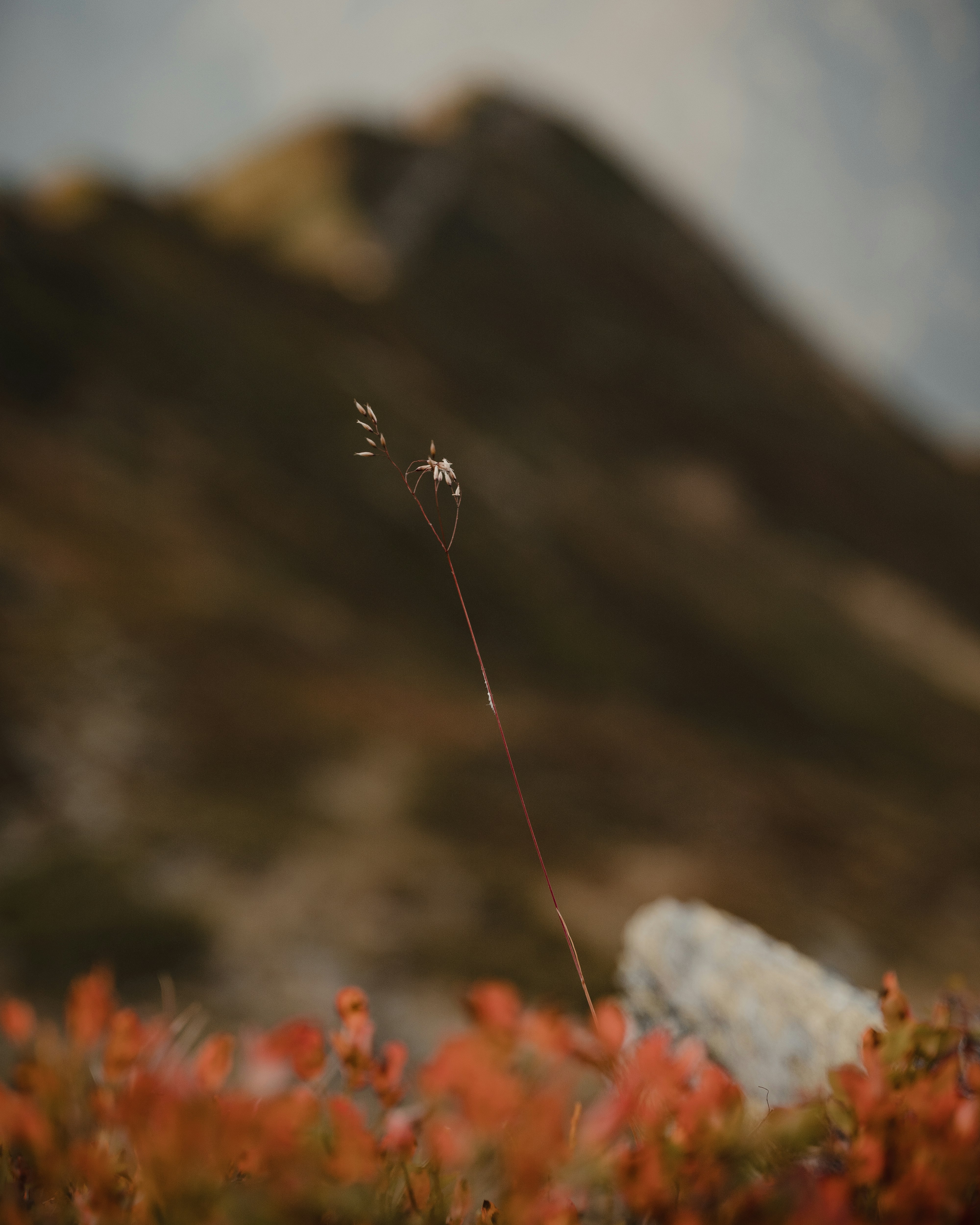 Lone Seed Head Against an Autumn Mountain Blur