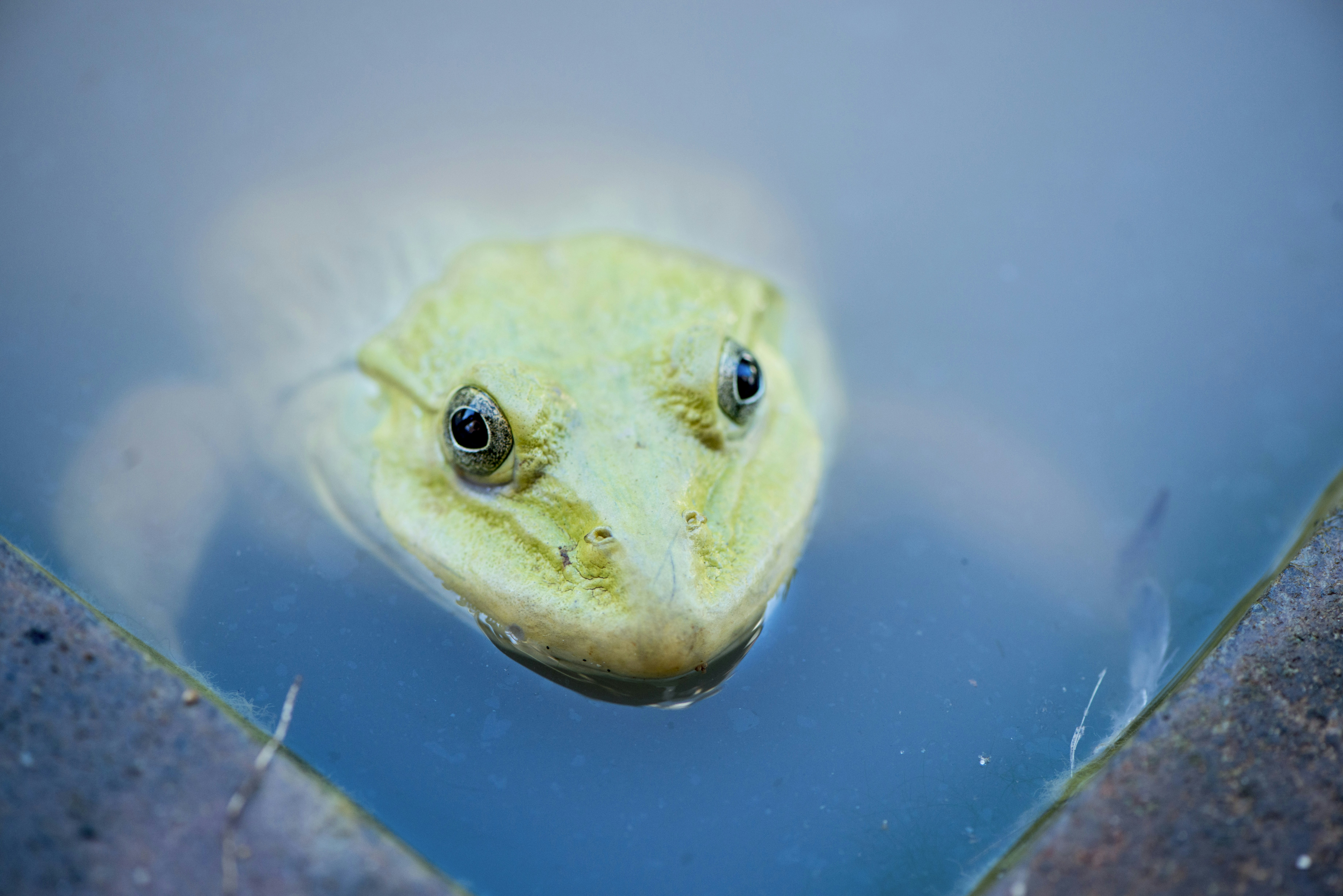 Emerald Gaze in a Quiet Pool