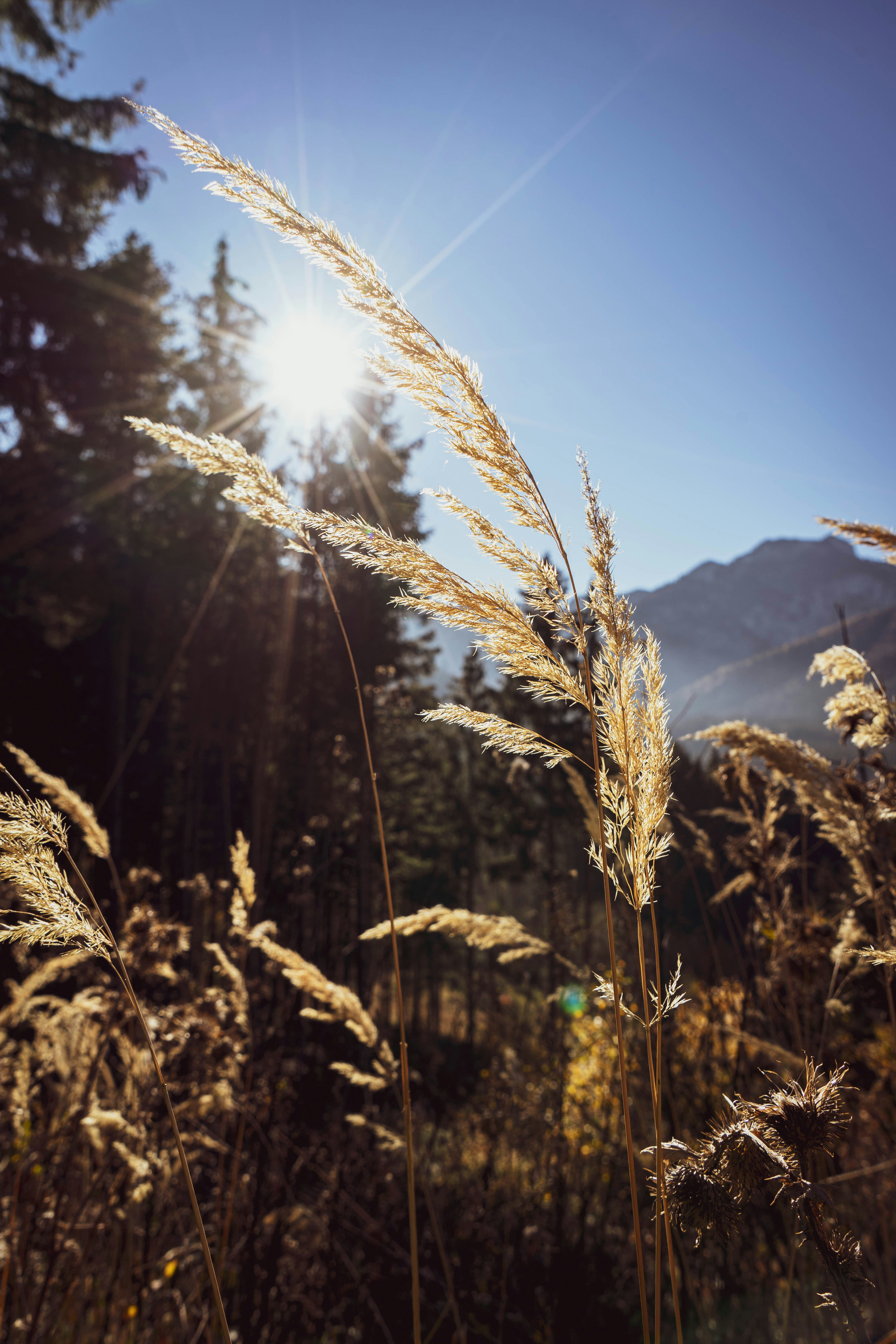 Sunlit Seed Heads Framing an Alpine Morning