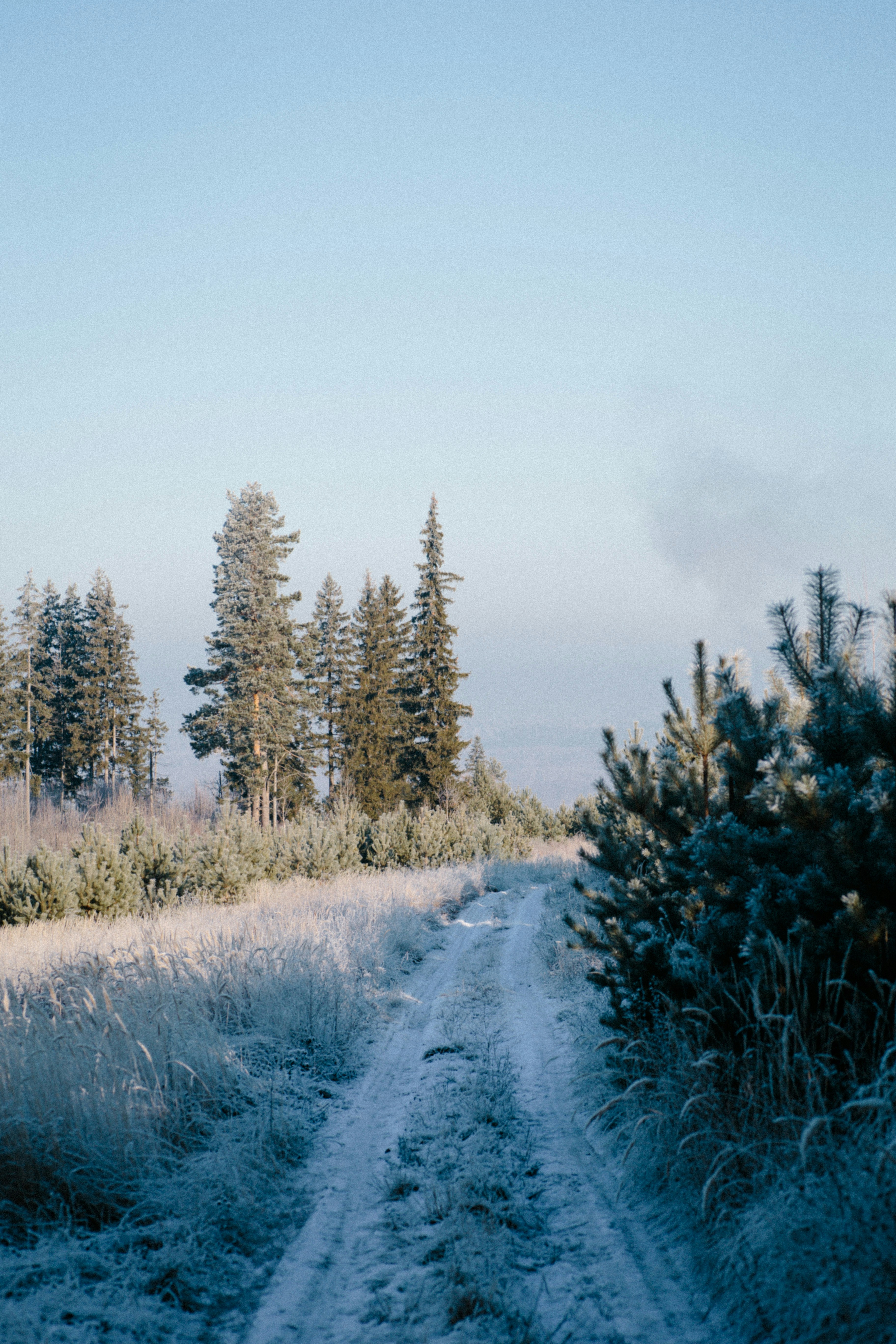 snow covered field and trees under gray sky