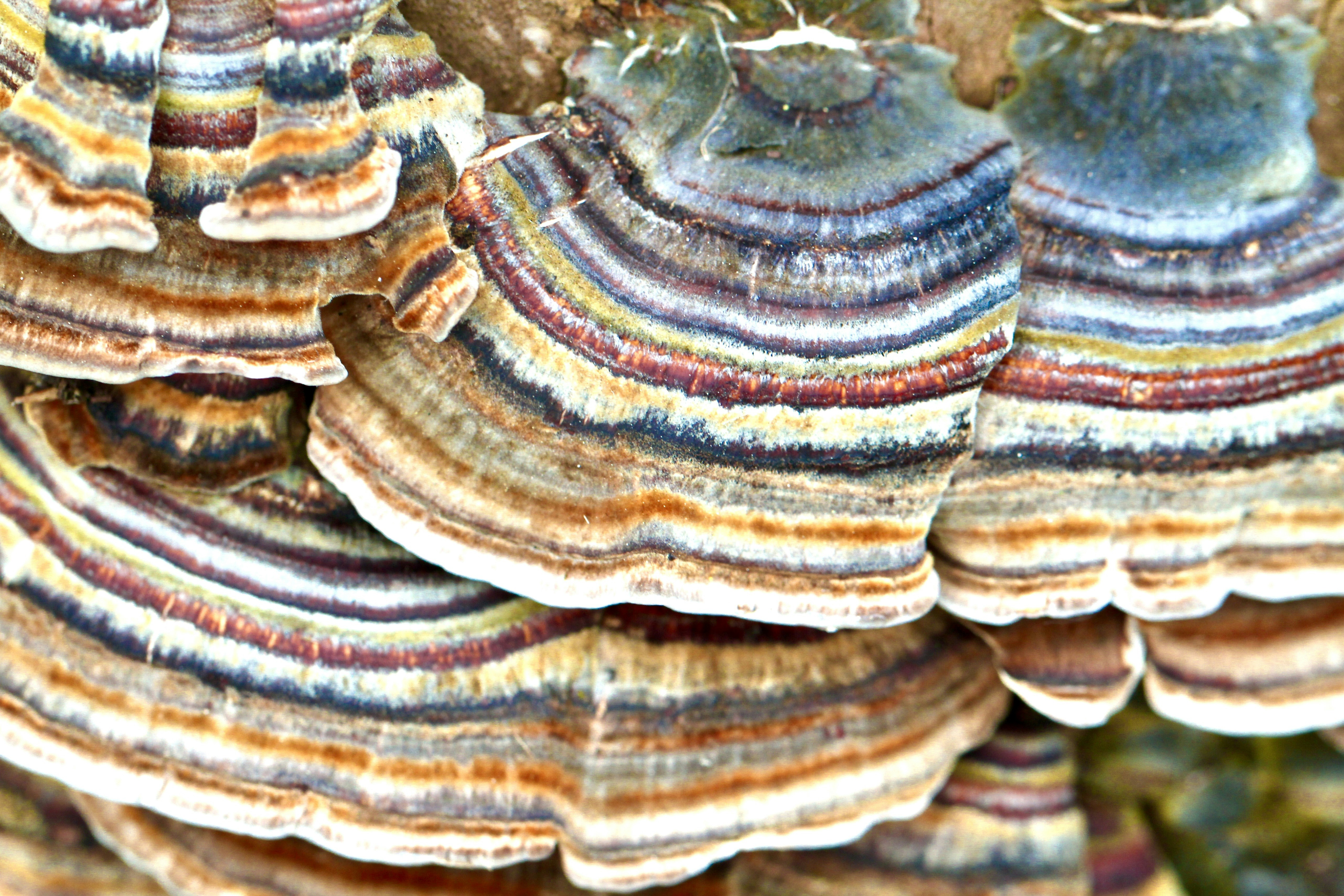 Ribboned Rainbow: Macro study of multicolored bracket fungi