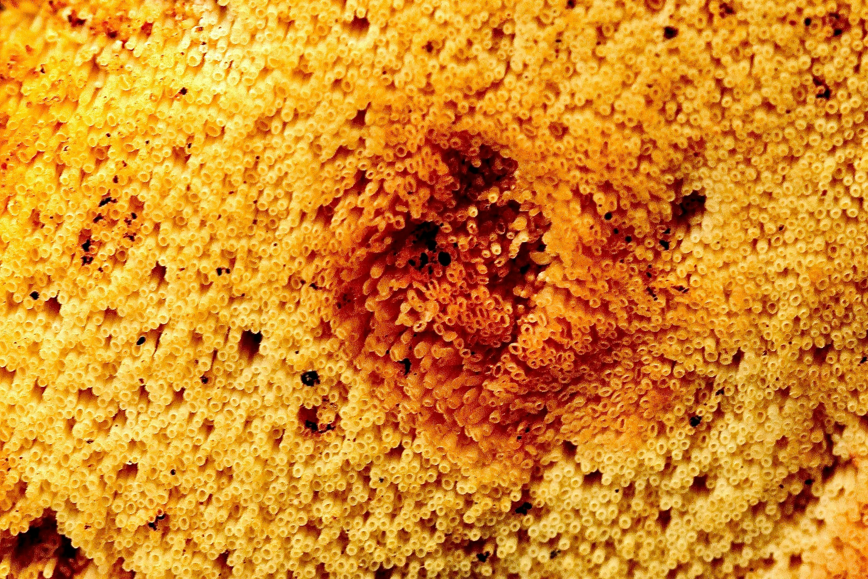brown powder in close up photography