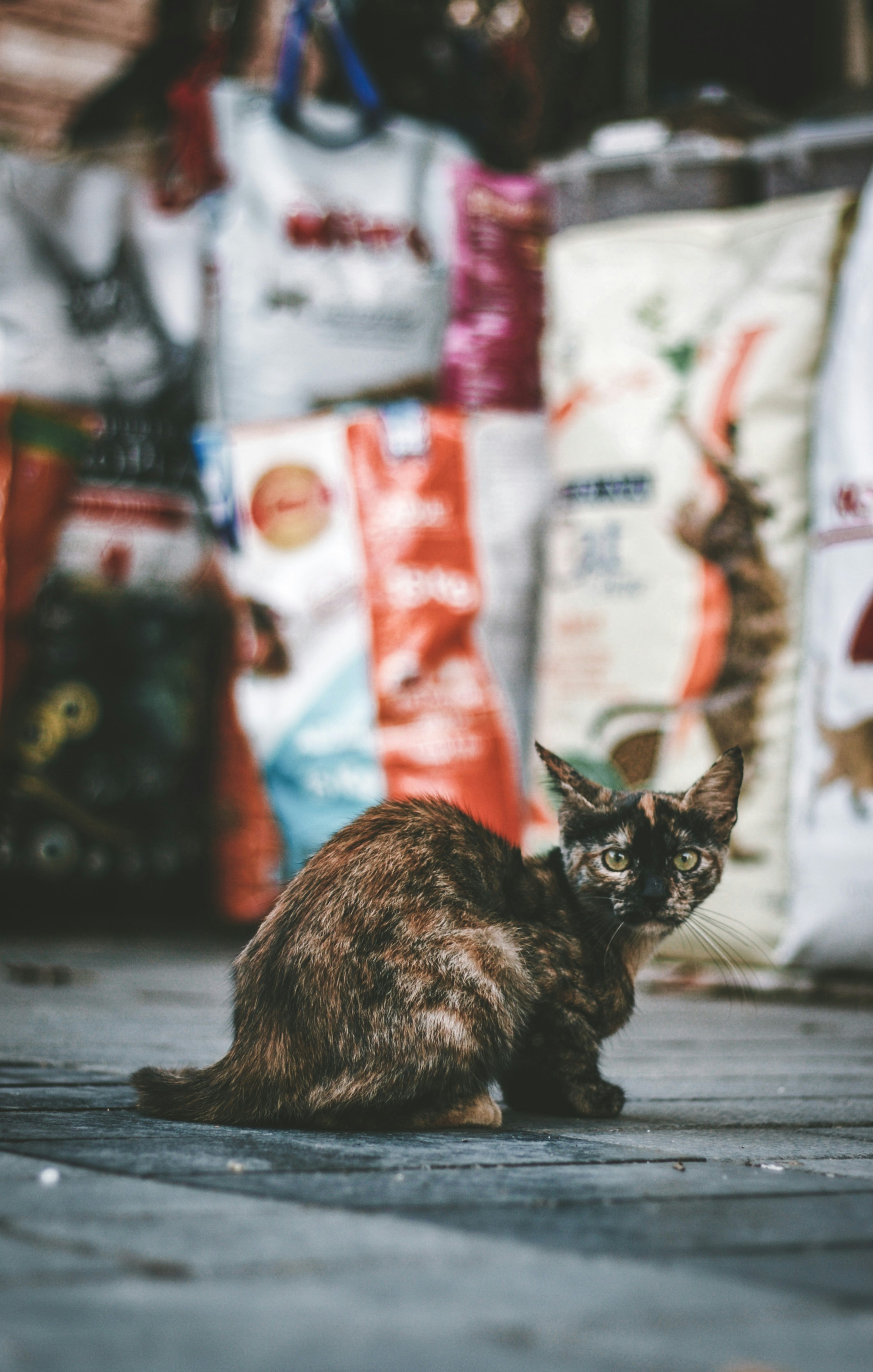 Mud-streaked alley cat glances back from a pile of bagged goods