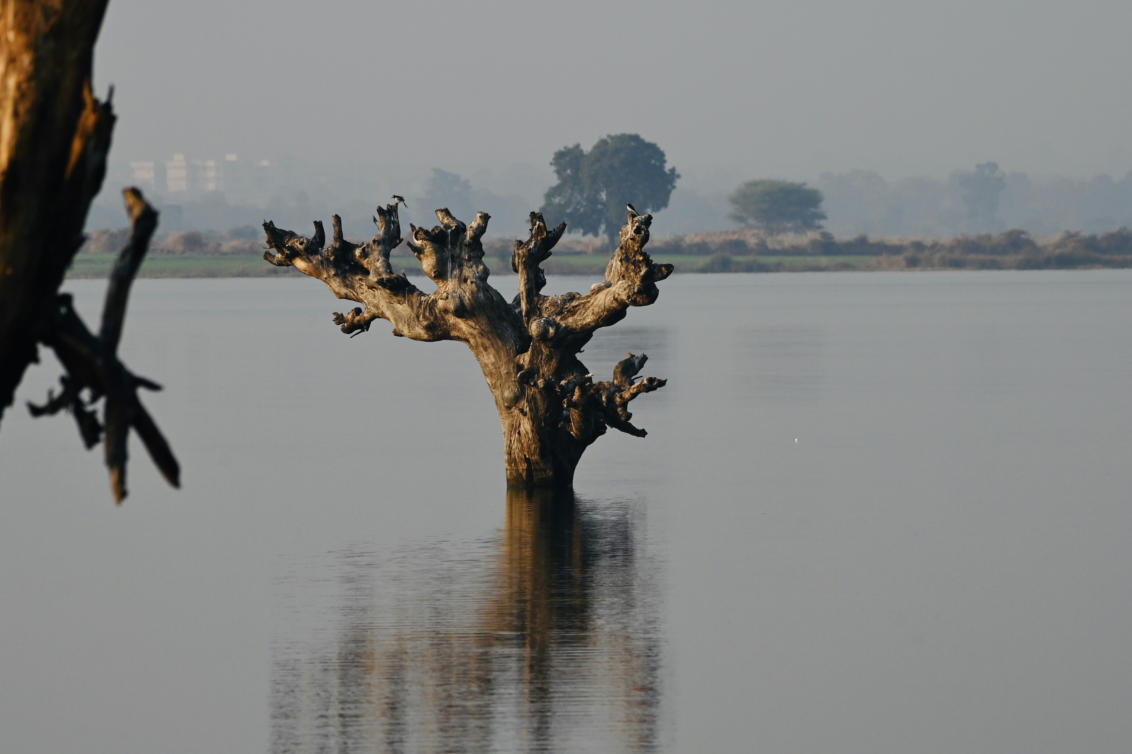 Driftwood Sentinel: A Lone Tree Rising from a Misty Lake
