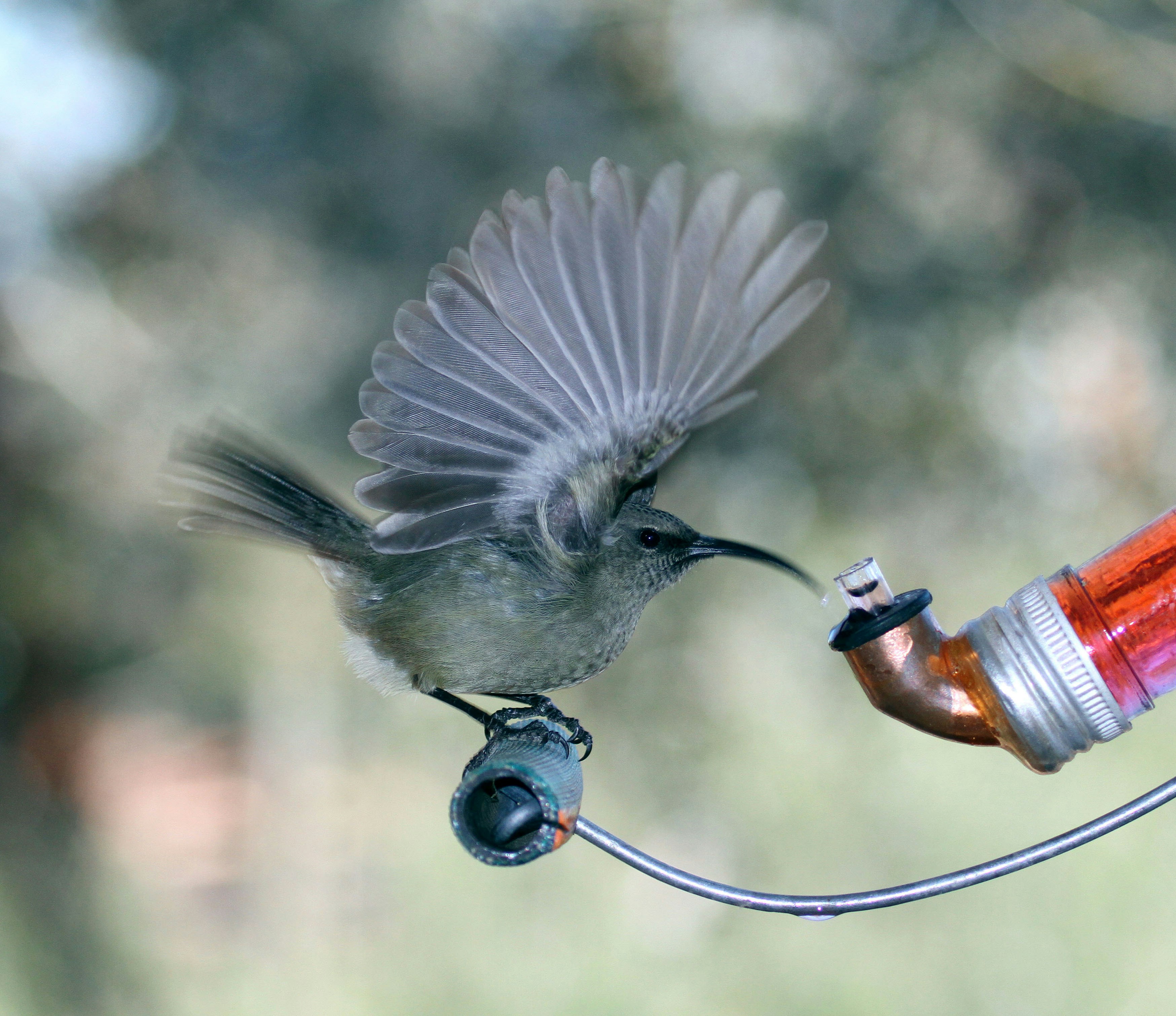 A hummingbird mid-flight, wings extended, poised at a feeder. The vibrant colors and intricate details highlight its delicate beauty.