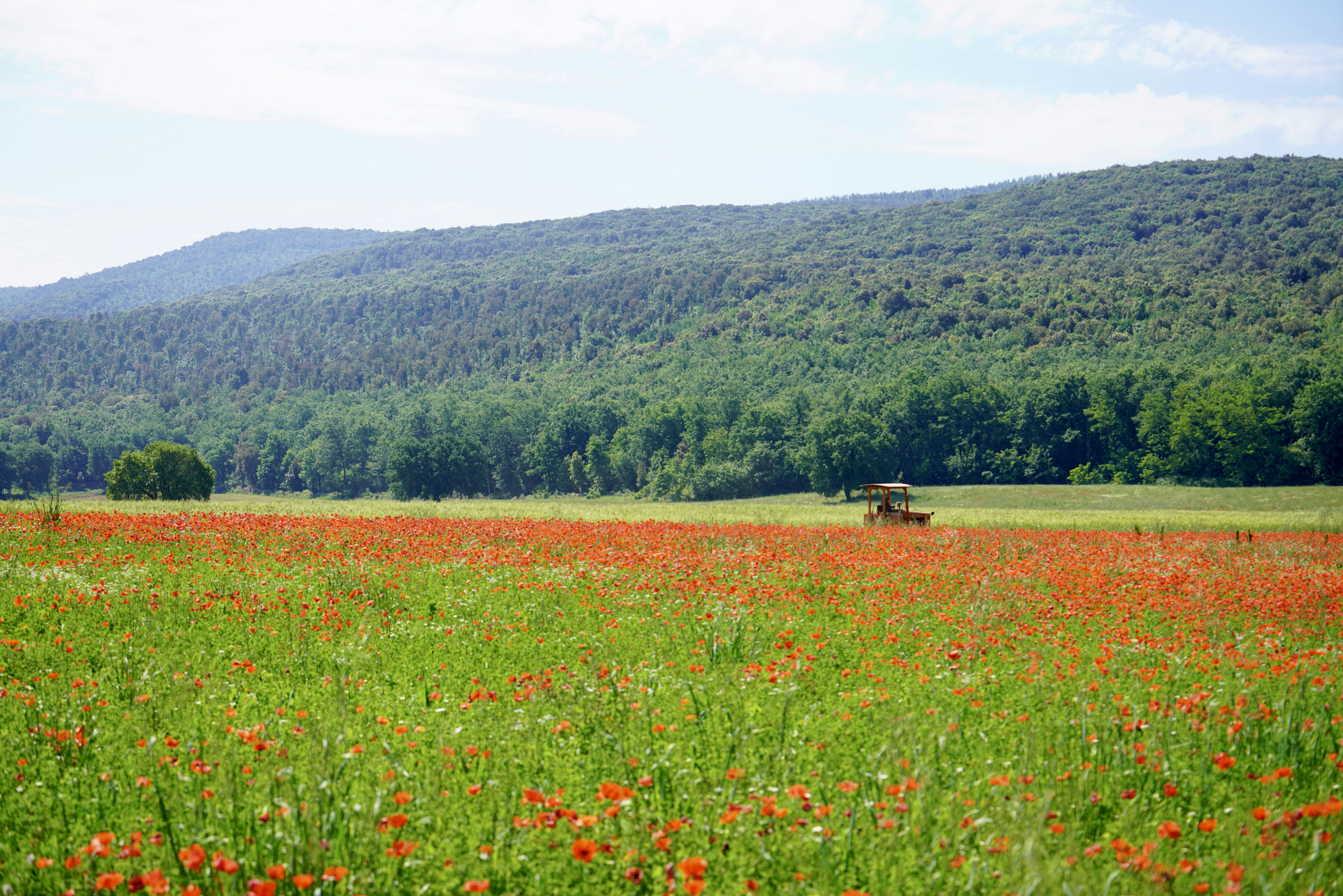Poppies at Noon: A Quiet Tractor on the Field's Edge