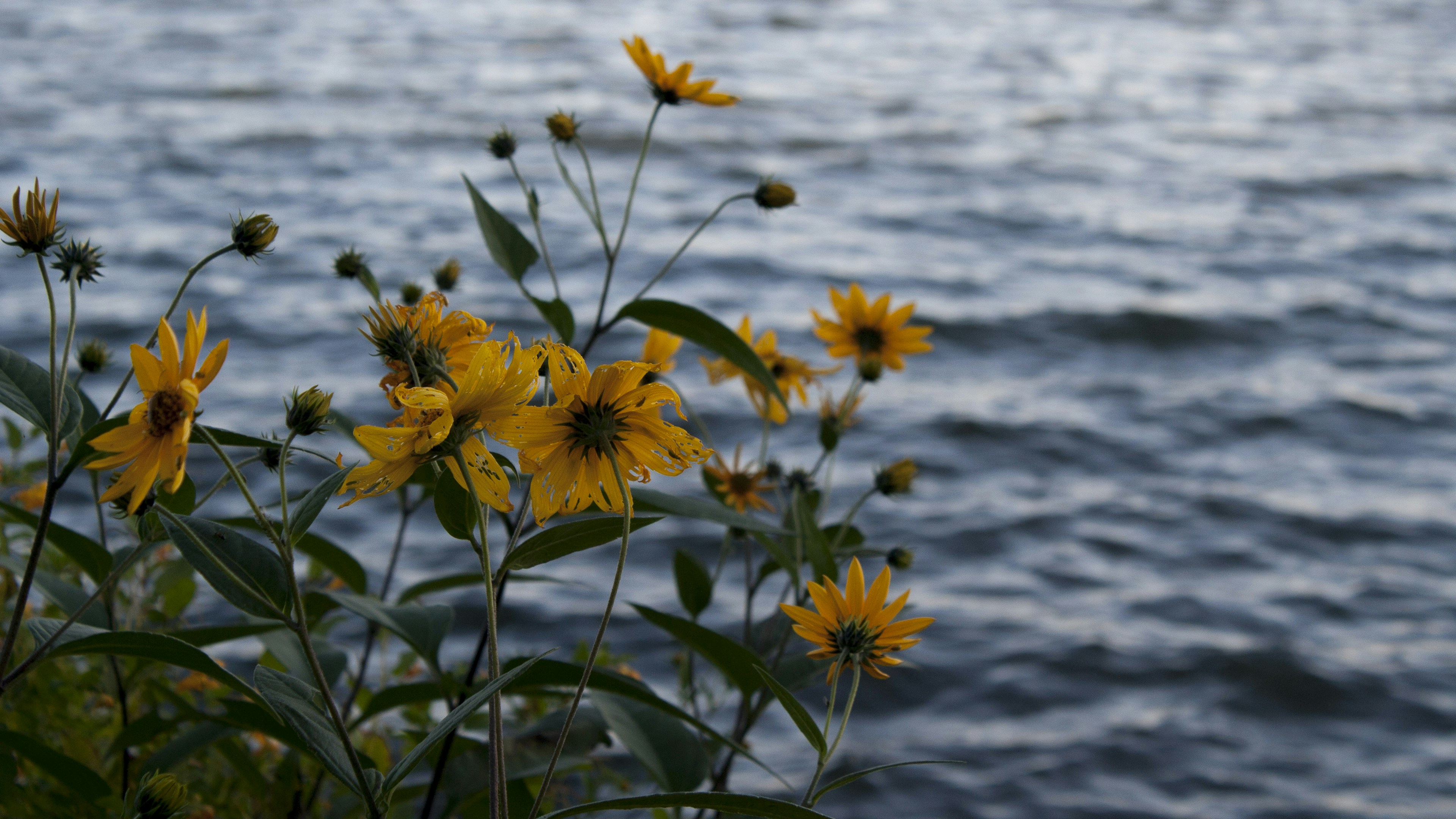 Bright yellow flowers sway gently beside a tranquil body of water, creating a harmonious blend of nature's colors and textures.