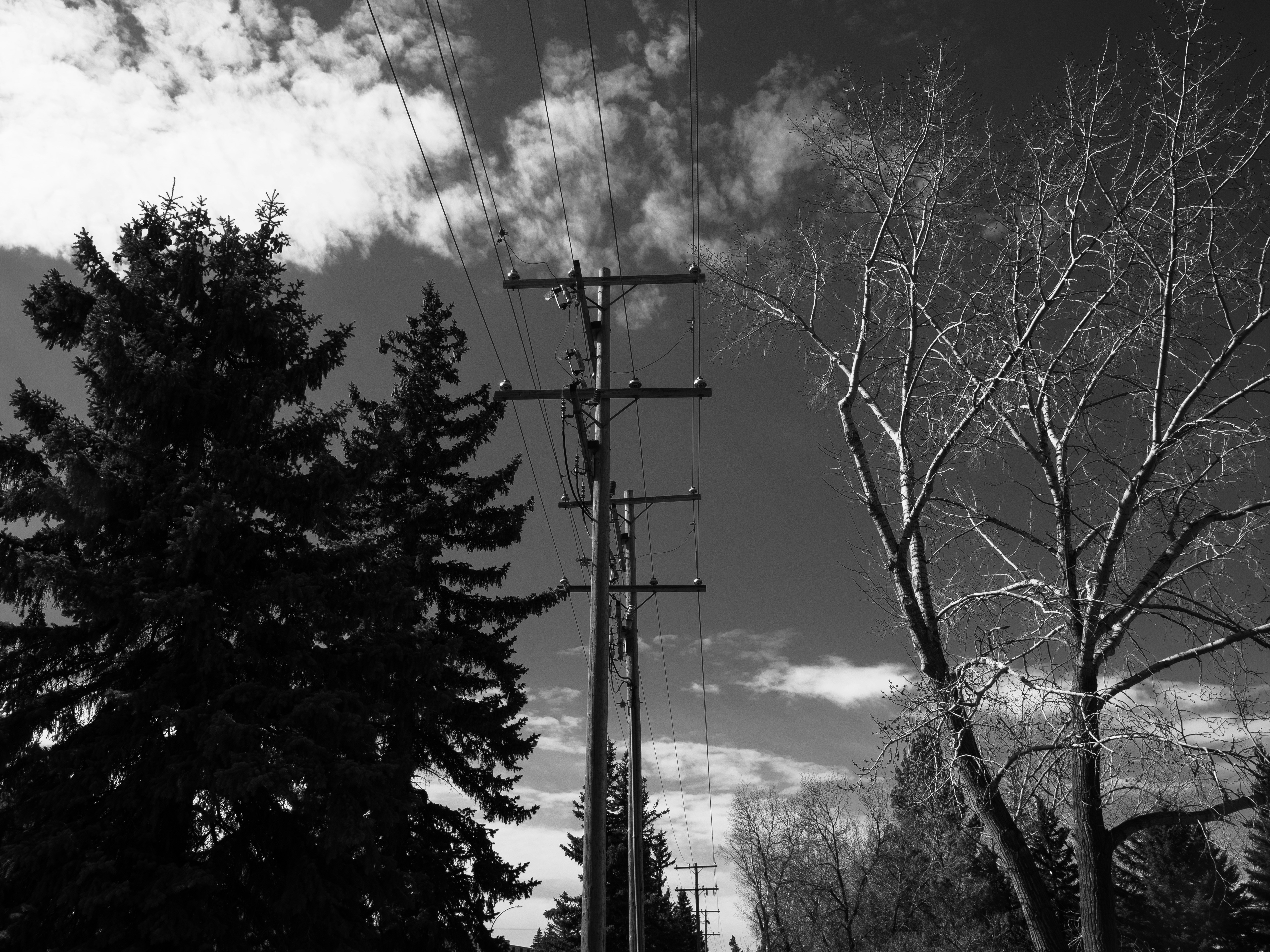 Pole Line Silhouette Under a Treetop Sky